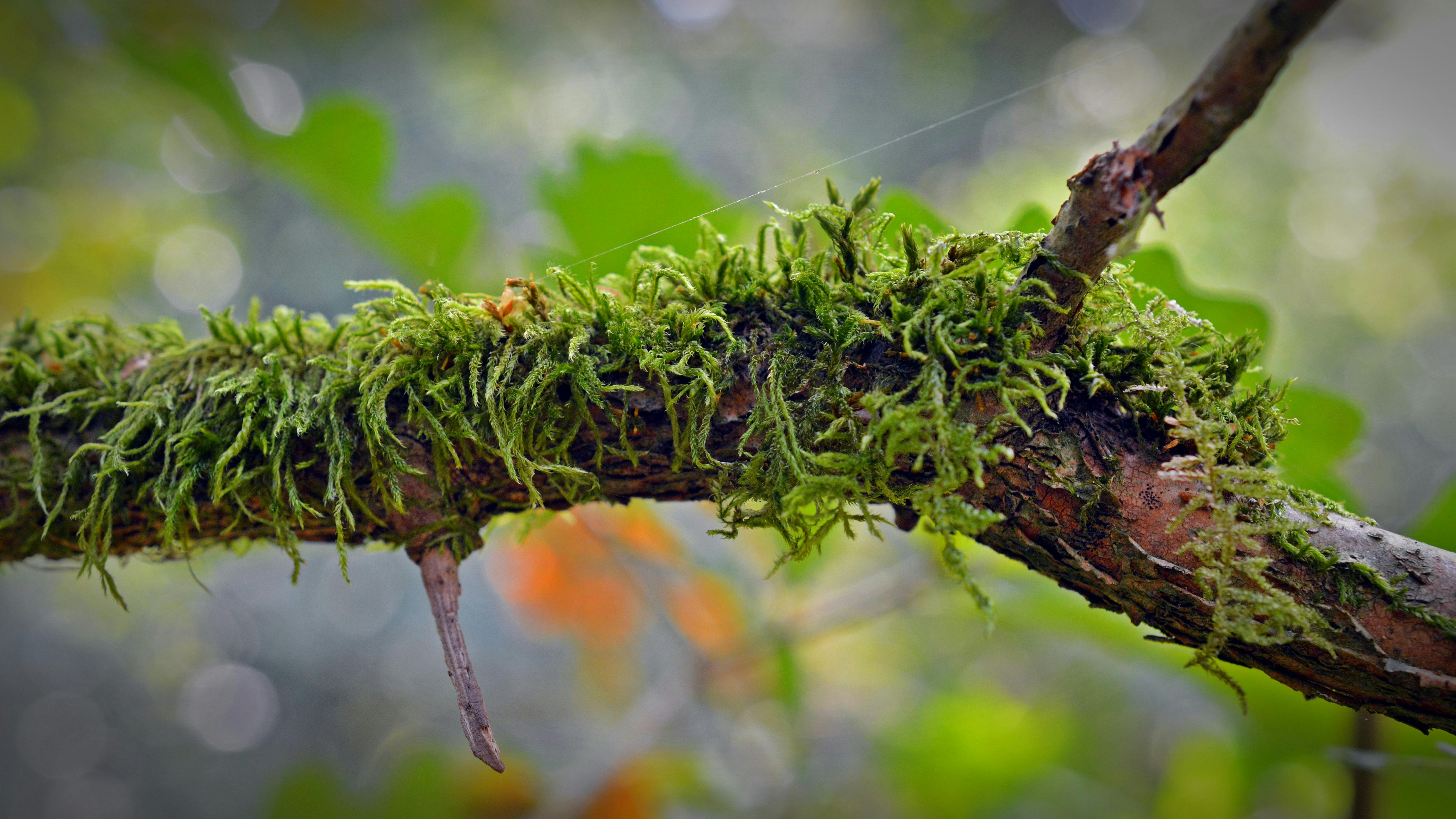 Mossy Branch Selective Focal Phoot · Free Stock Photo