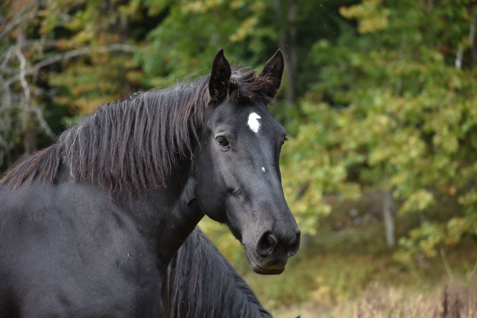 900.000+ Pferd Landschaft Bilder und Fotos · Kostenlos Downloaden ...