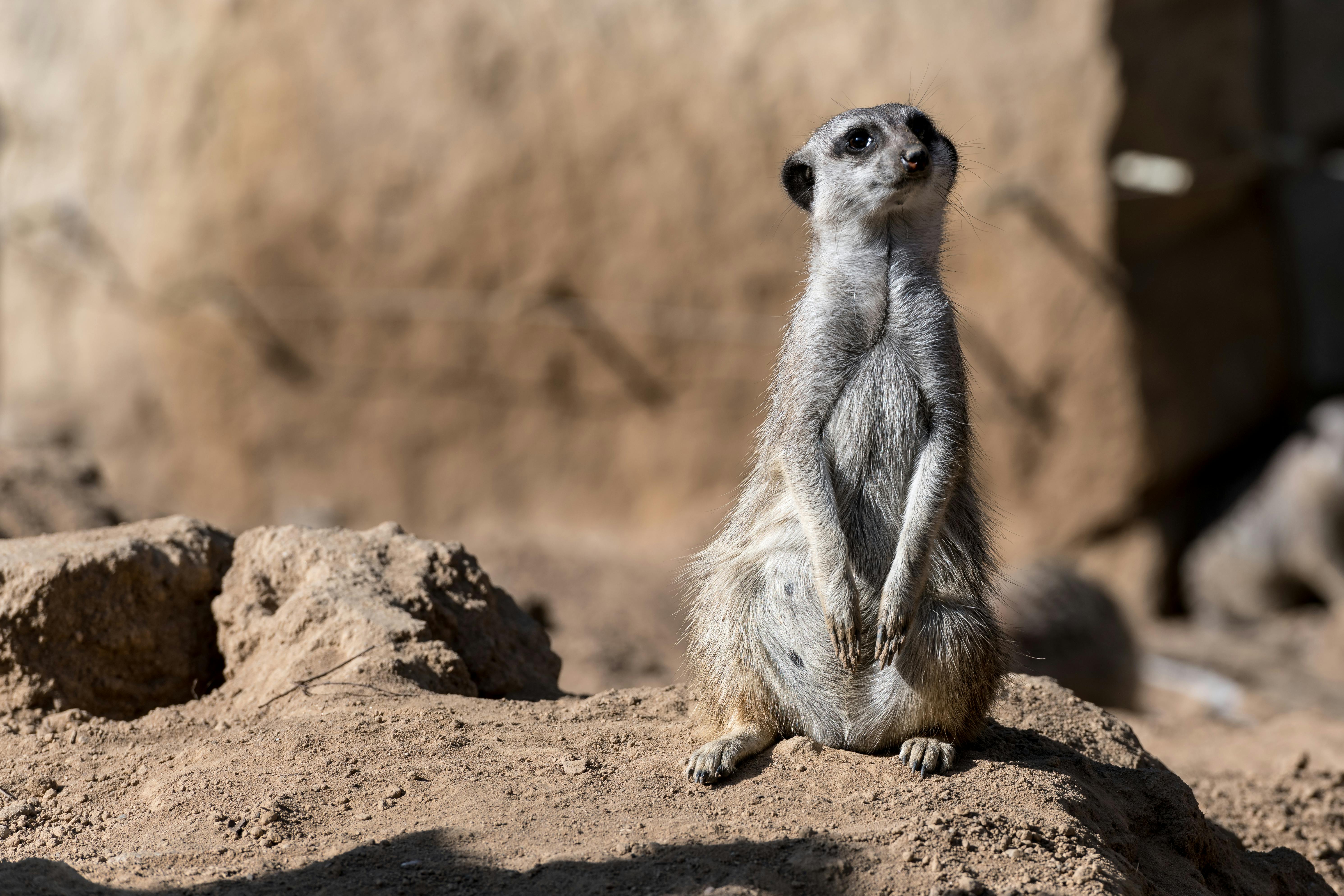 Meerkat Sitting on the Ground · Free Stock Photo