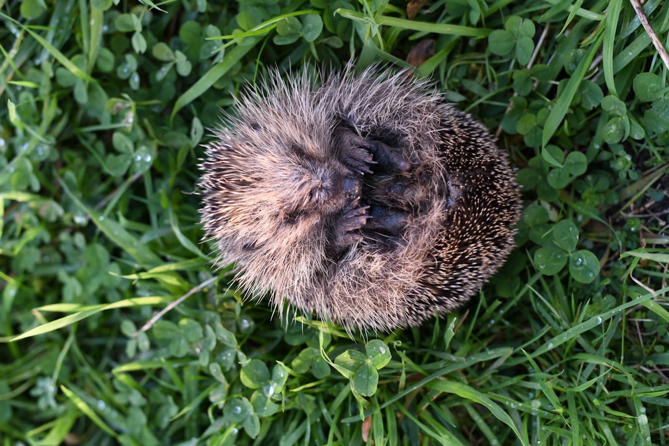 Domesticated Hedgehog Lifespan: What You Need to Know