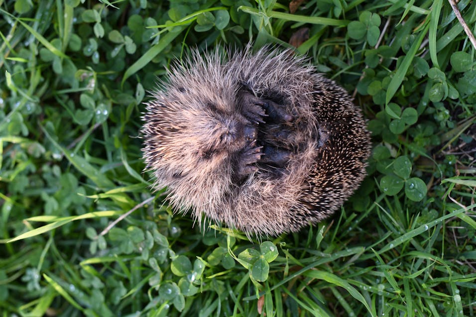Domesticated Hedgehog Lifespan: What You Need to Know