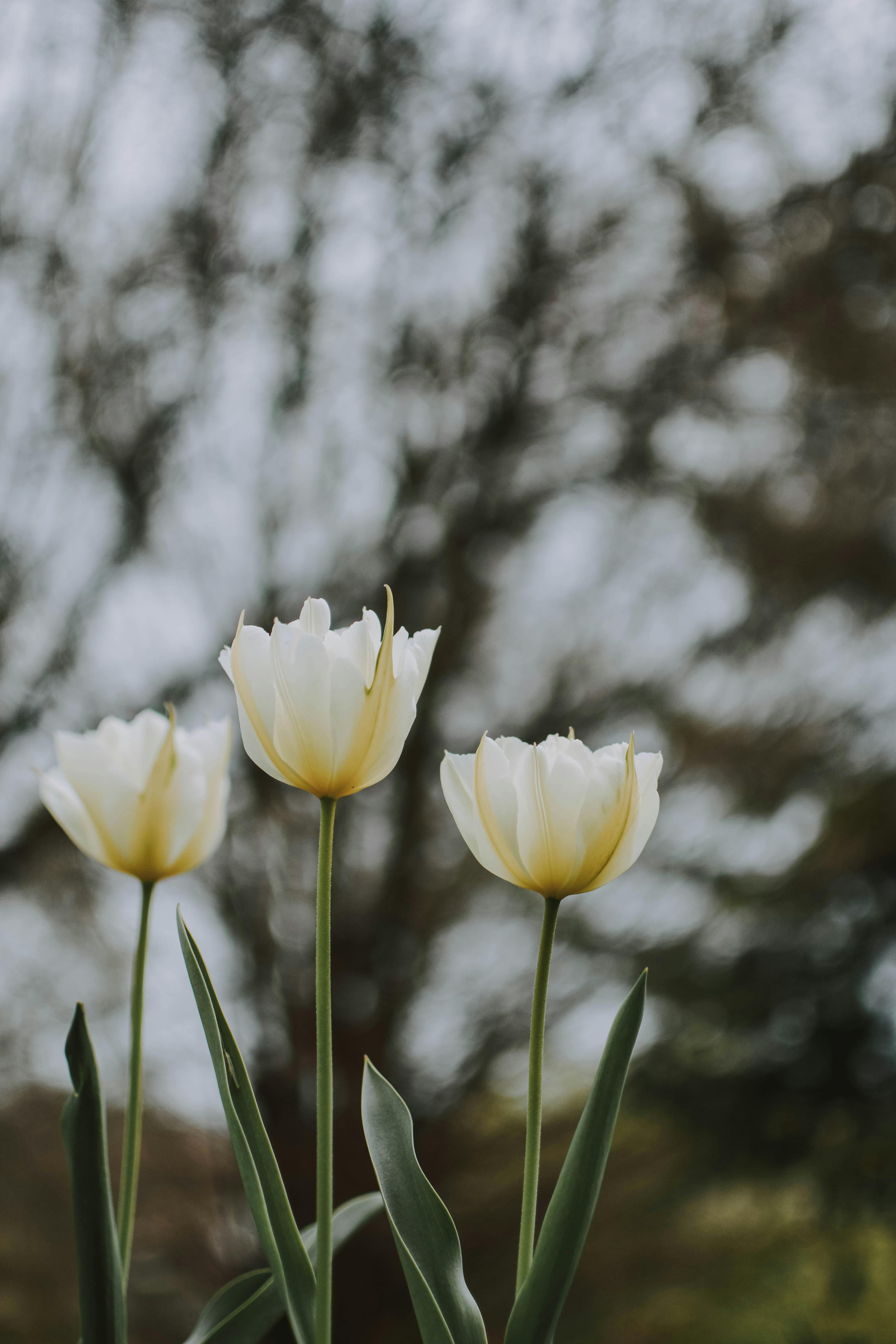 Three White Tulips At The Garden · Free Stock Photo
