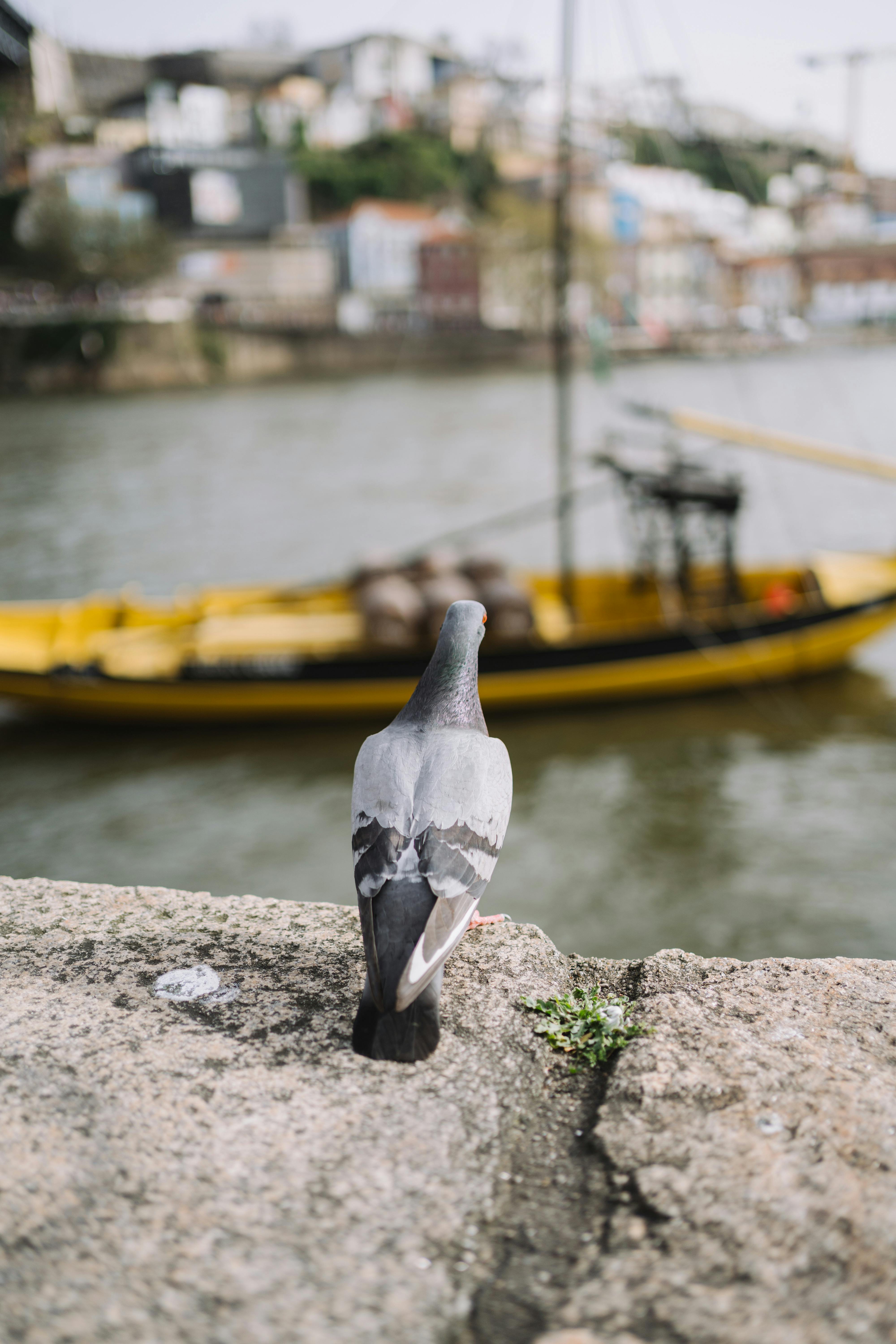 Pigeon Poop Photos, Download The BEST Free Pigeon Poop Stock Photos ...