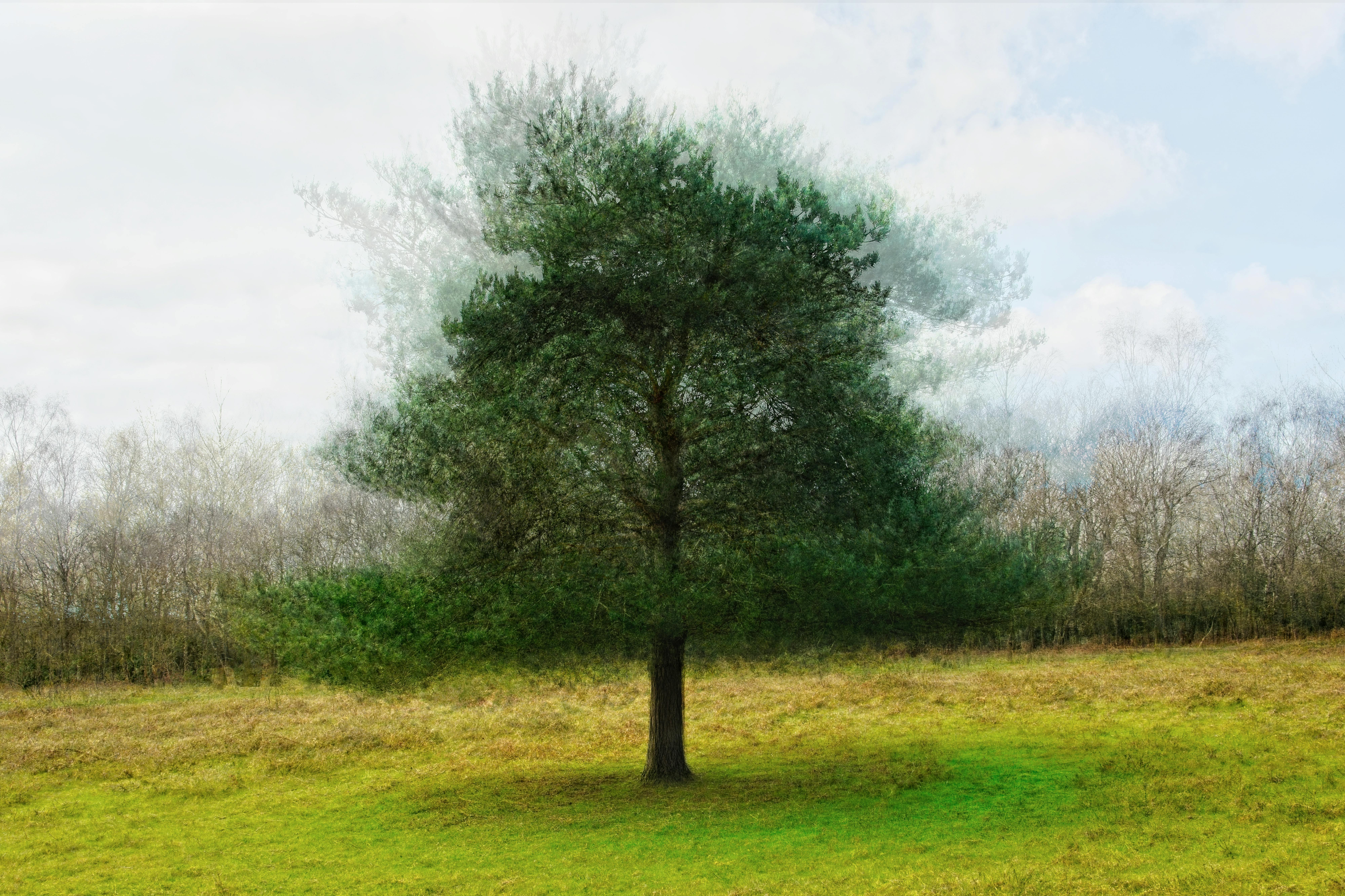 Abstract Pine Tree Photos, Download The BEST Free Abstract Pine Tree ...