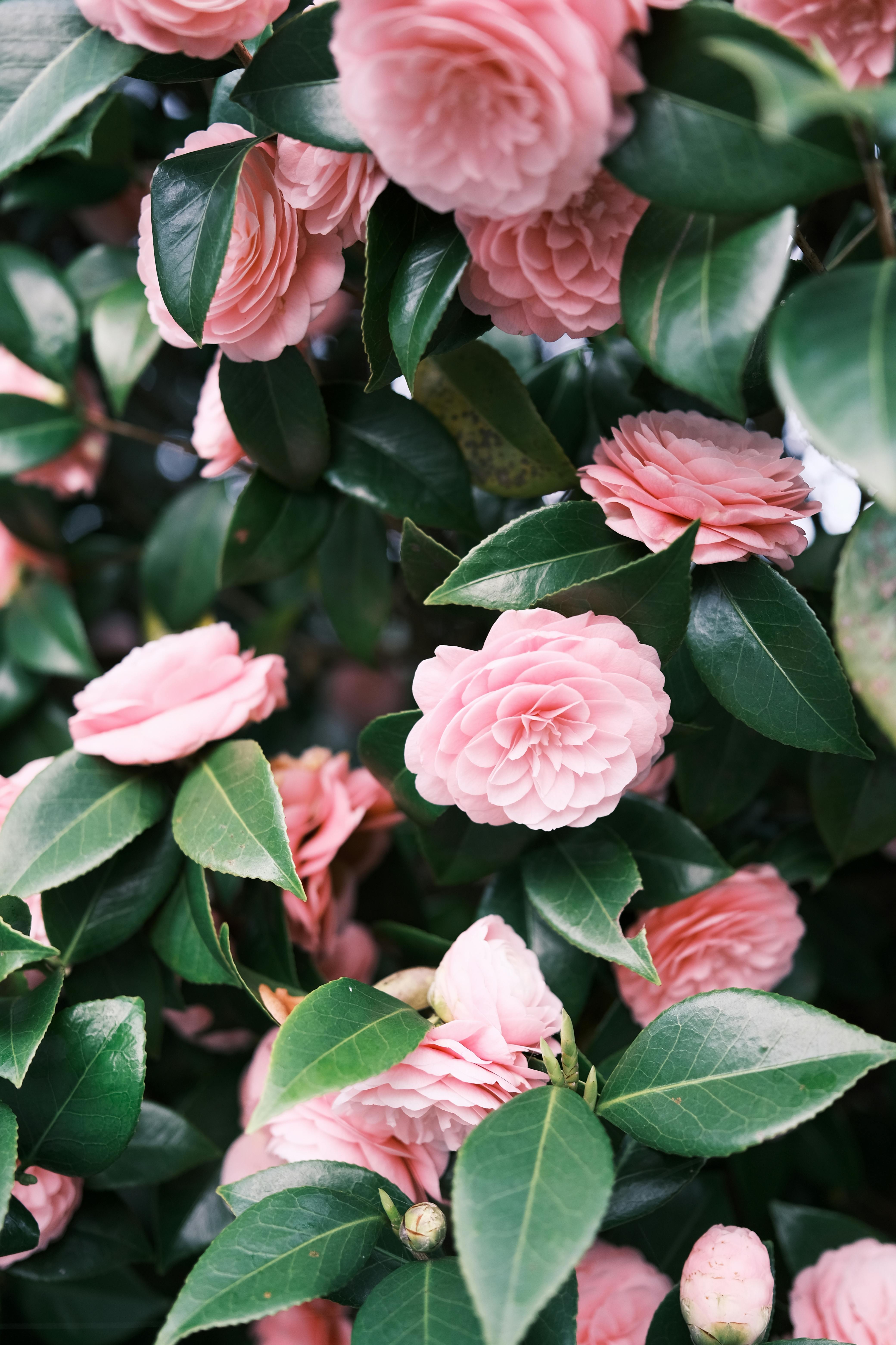 Pink Camellia Flowers Blooming · Free Stock Photo