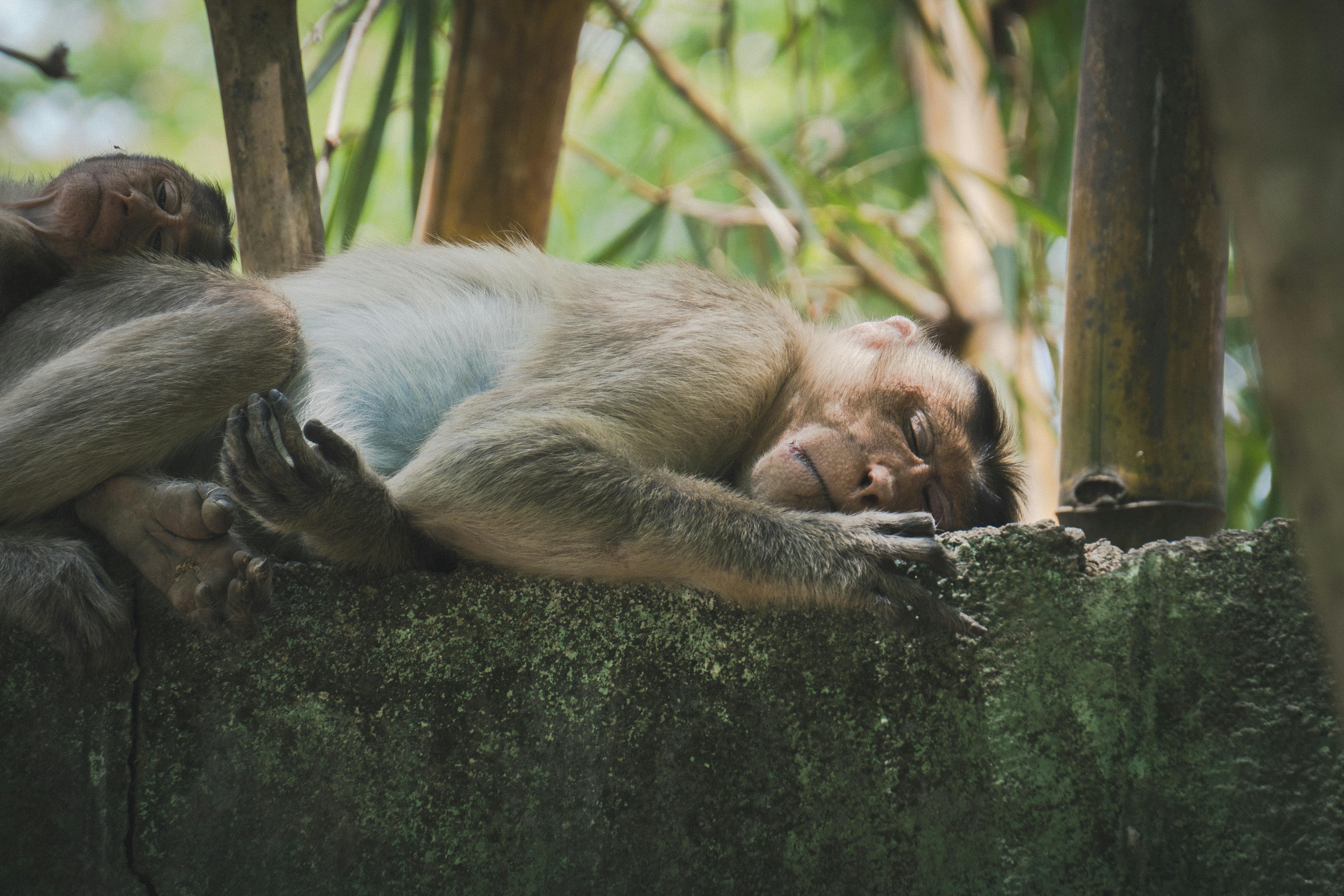 Two monkeys sleeping in summer daytime · Free Stock Photo