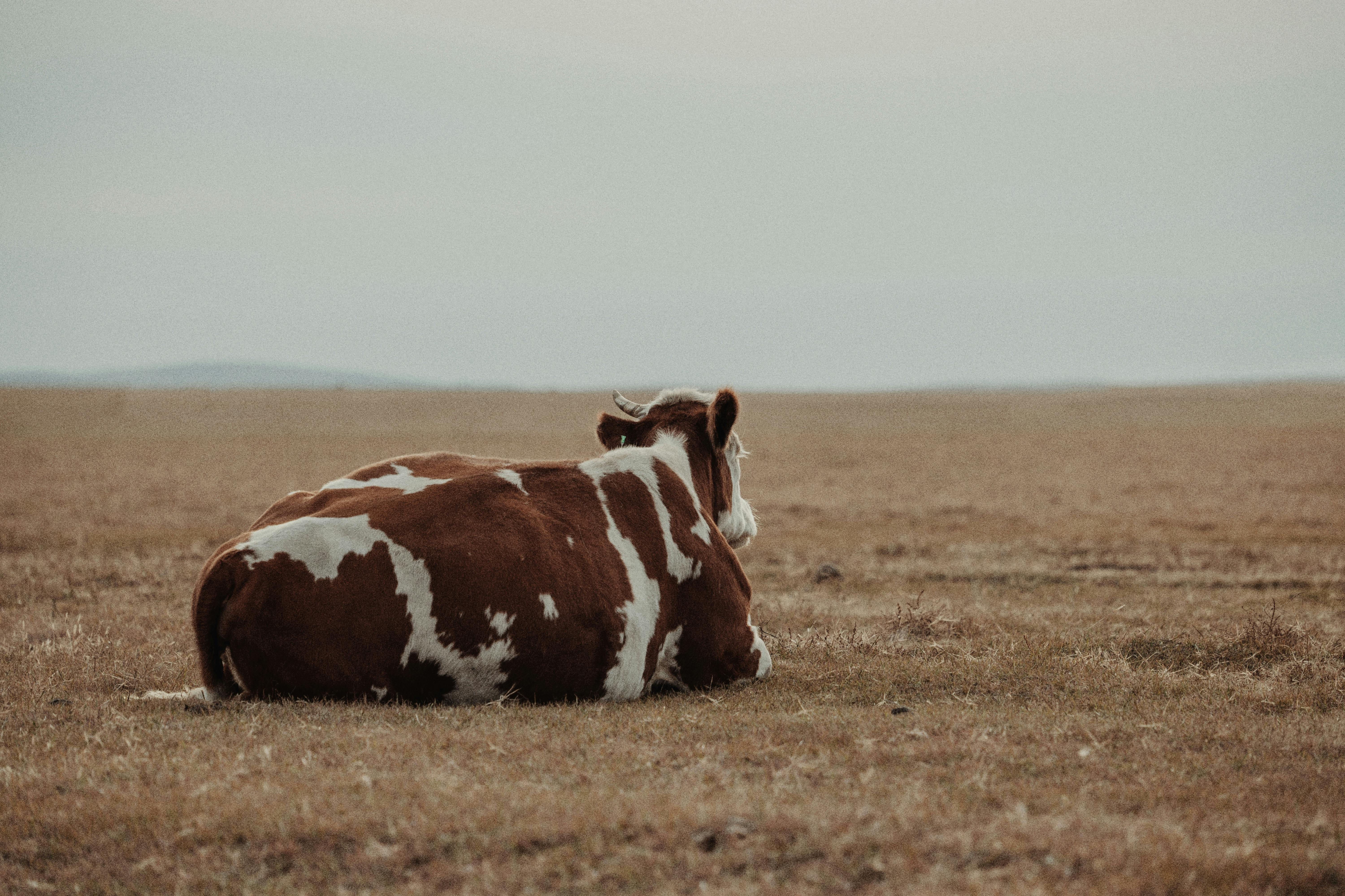 Back View of Cow Lying Down on Field · Free Stock Photo