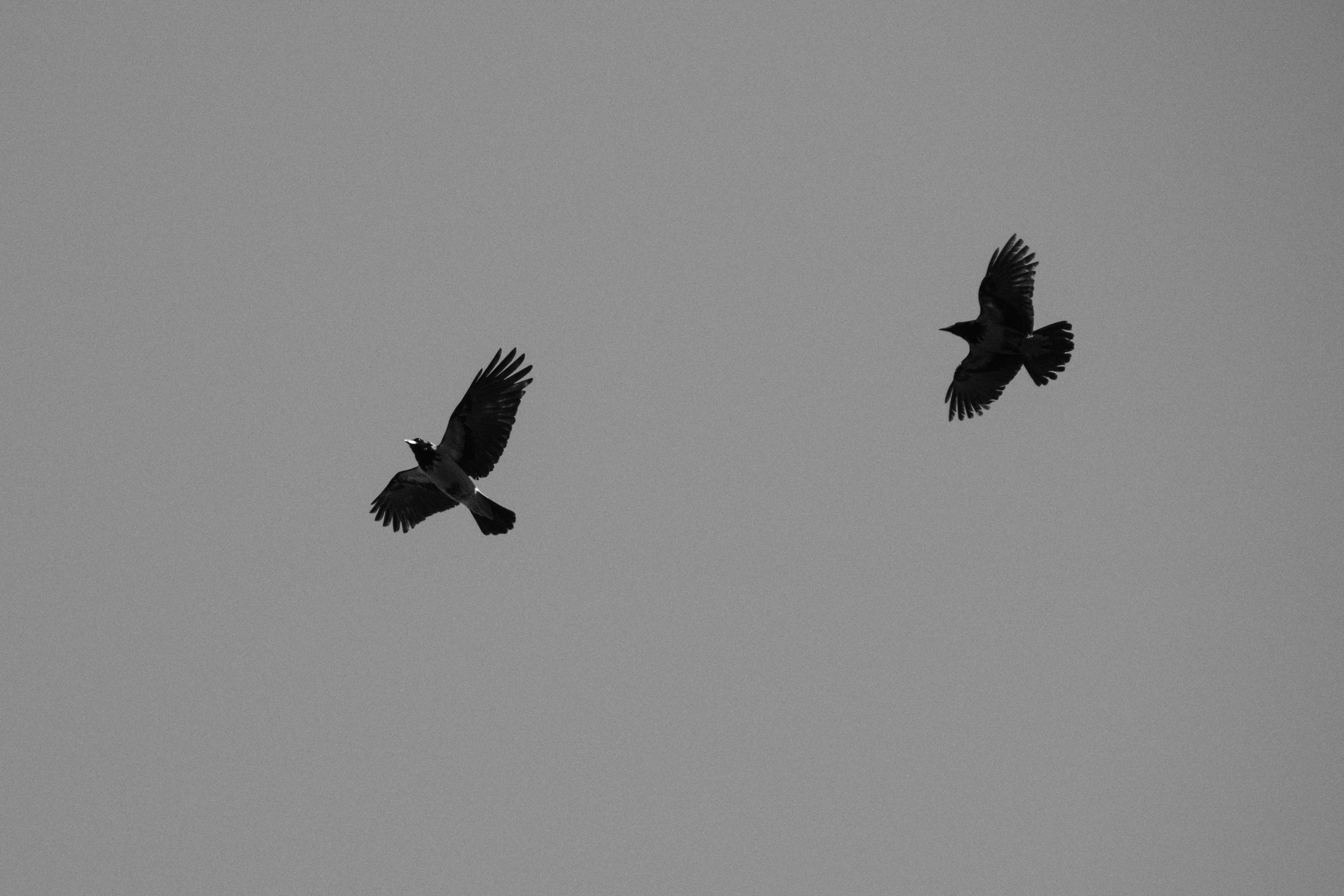 Two Birds Flying in the Sky in Black and White · Free Stock Photo