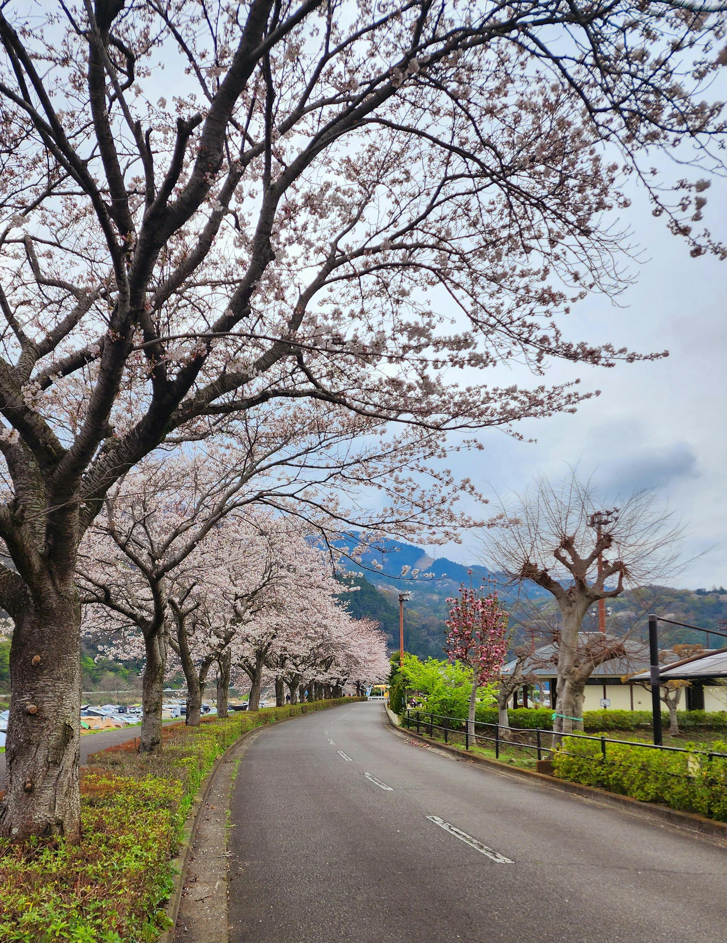 Cherry Blossom Street | Sakura Flower · Free Stock Photo