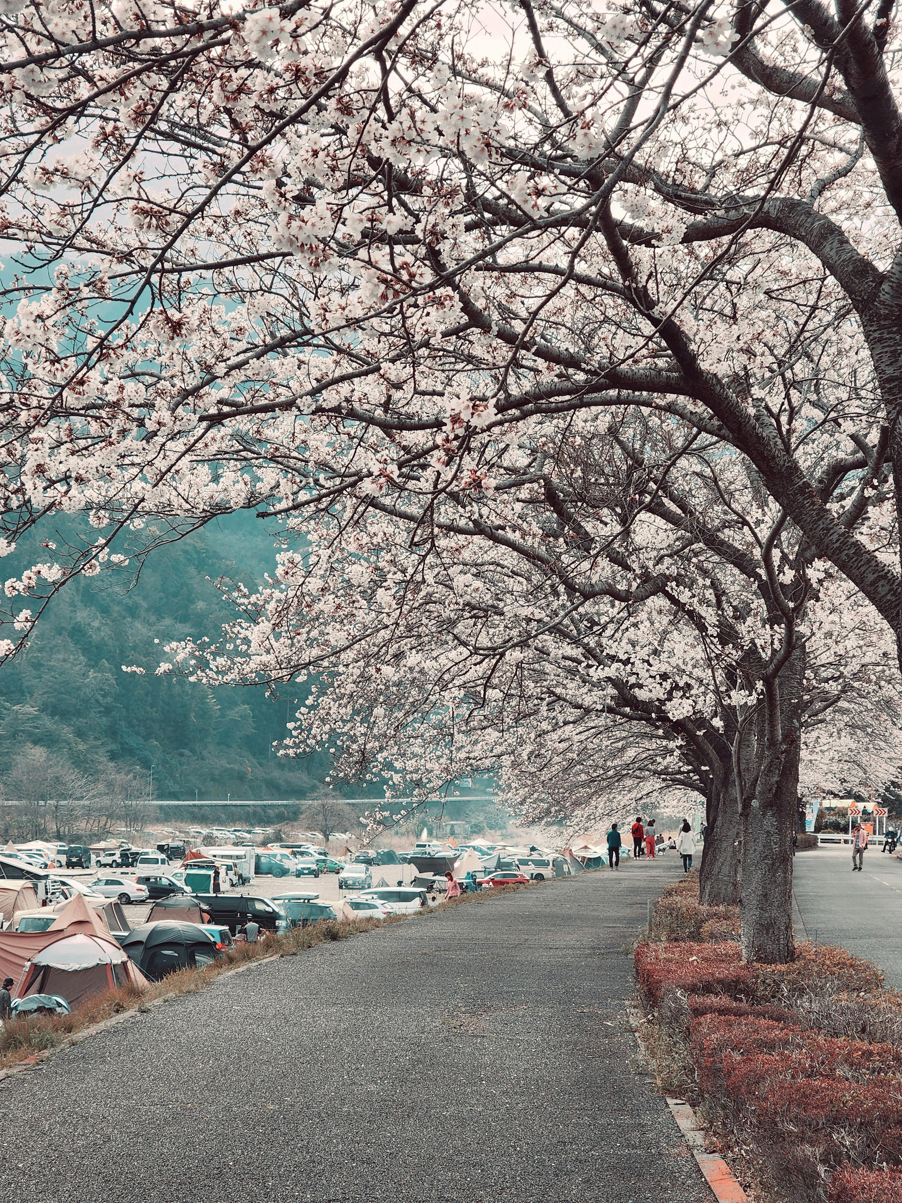 Japan Fragrant Purpule Blooms Lanscape Photos, Download The BEST Free ...
