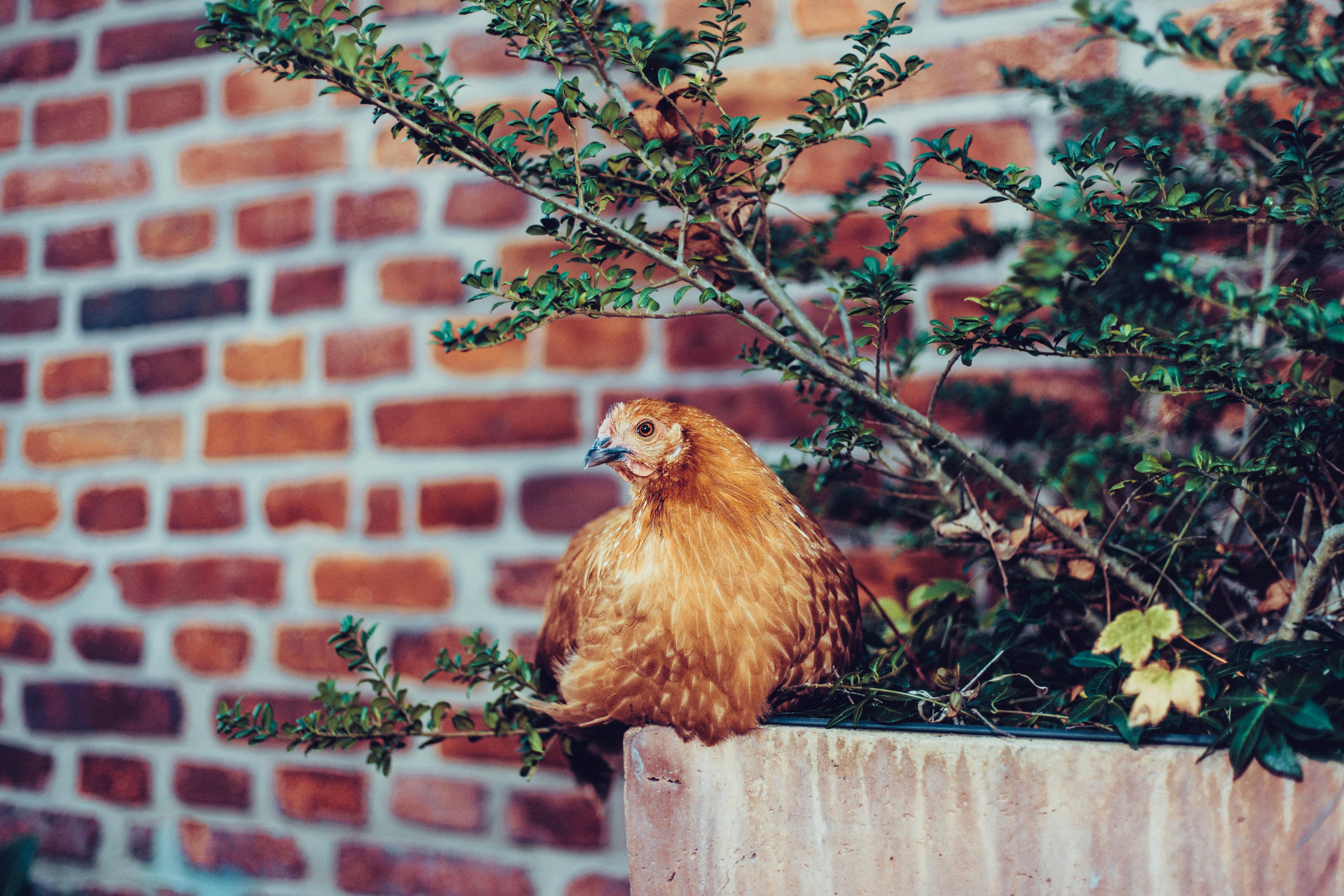 Brown Chicken Nesting on Bench · Free Stock Photo