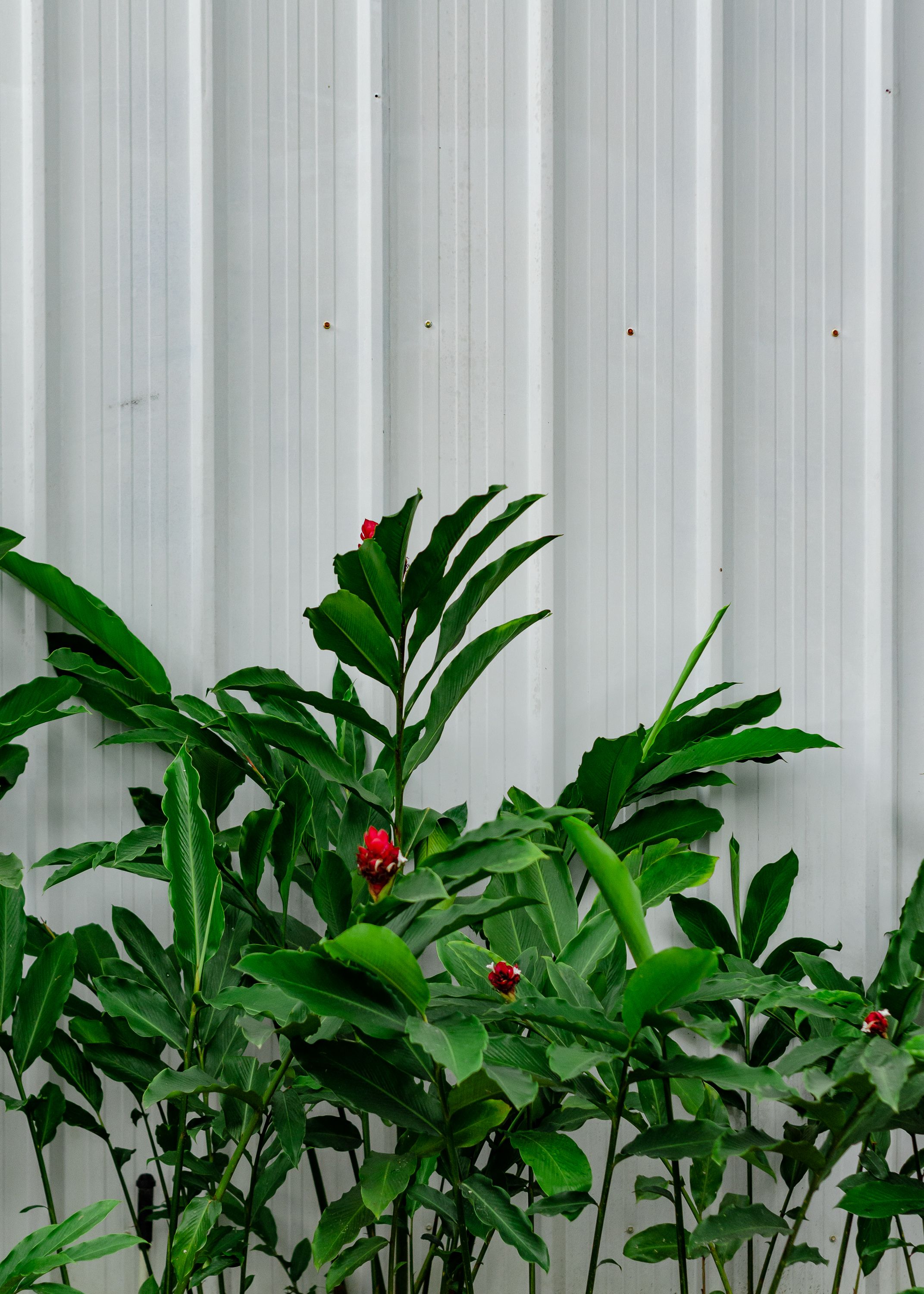 Green And Red Metallic Background Photos, Download The BEST Free Green ...