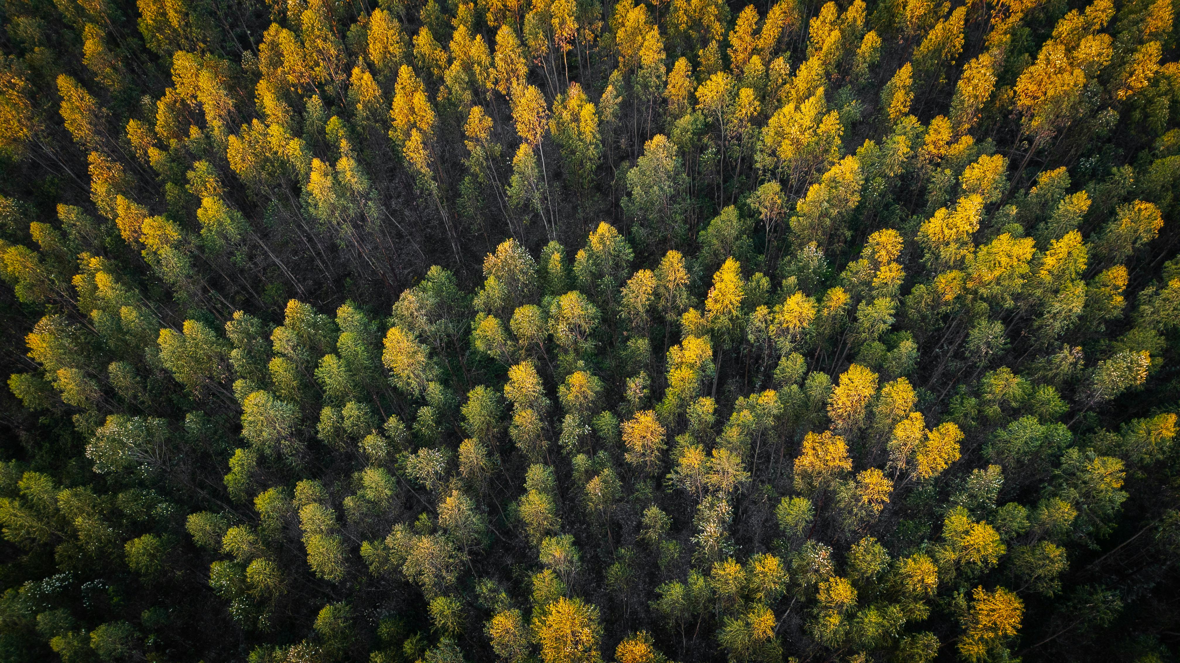 Aerial View of a Forest Full of Trees · Free Stock Photo
