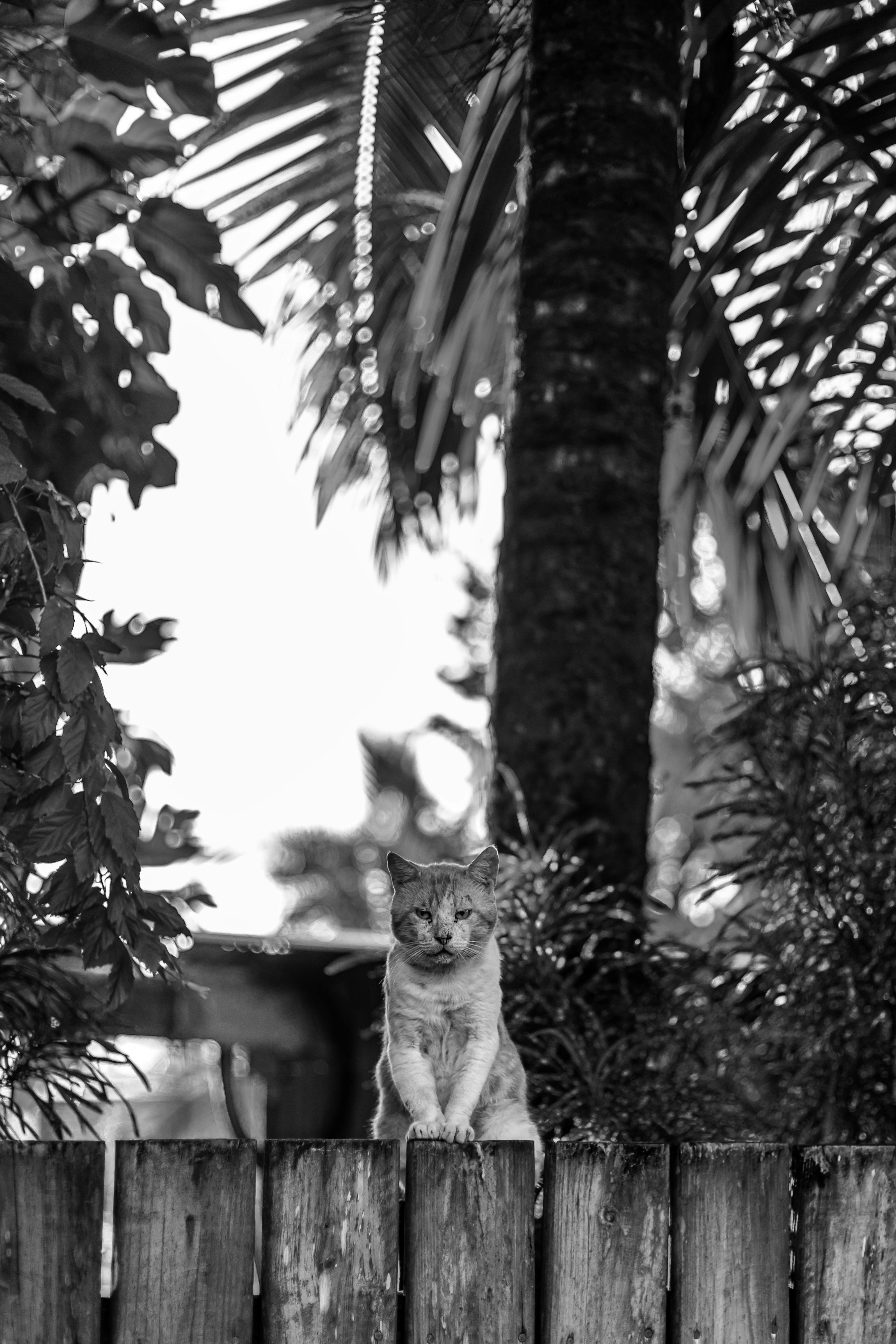 Toca Boca Photos, Download The BEST Free Toca Boca Stock Photos & HD Images