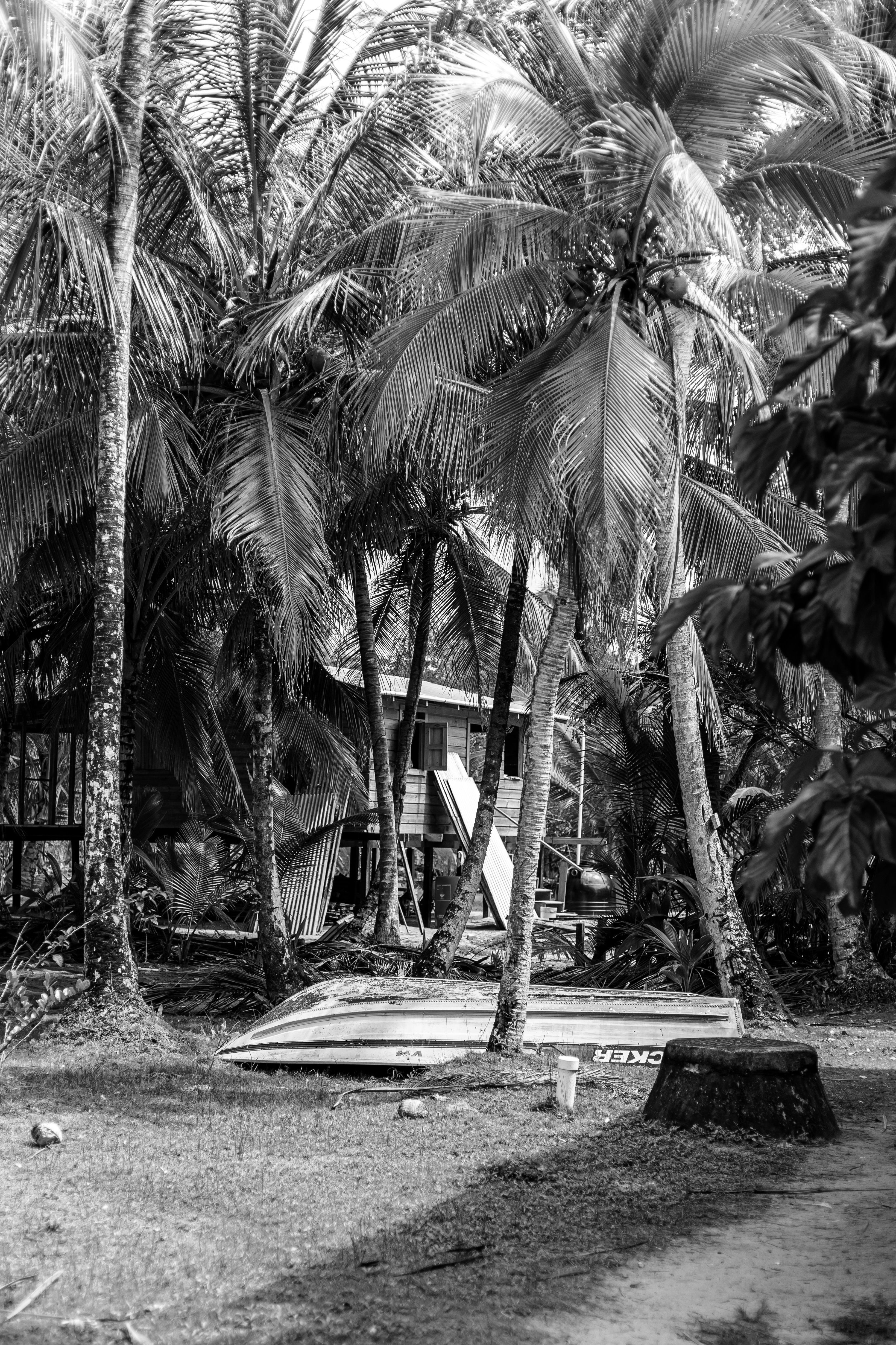 Hut on Stilts Among Palm Trees · Free Stock Photo