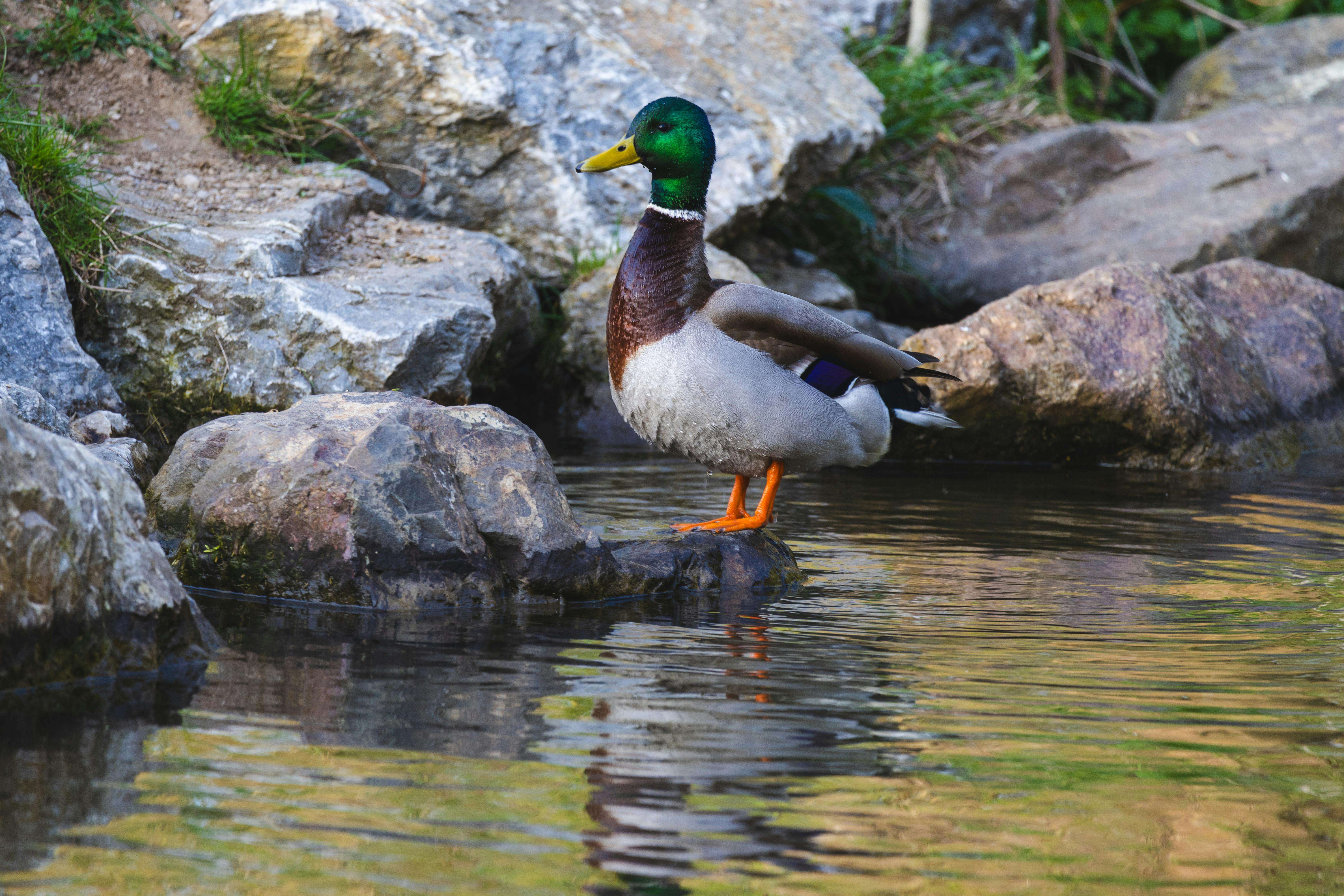 Male Wild Duck on Rock · Free Stock Photo