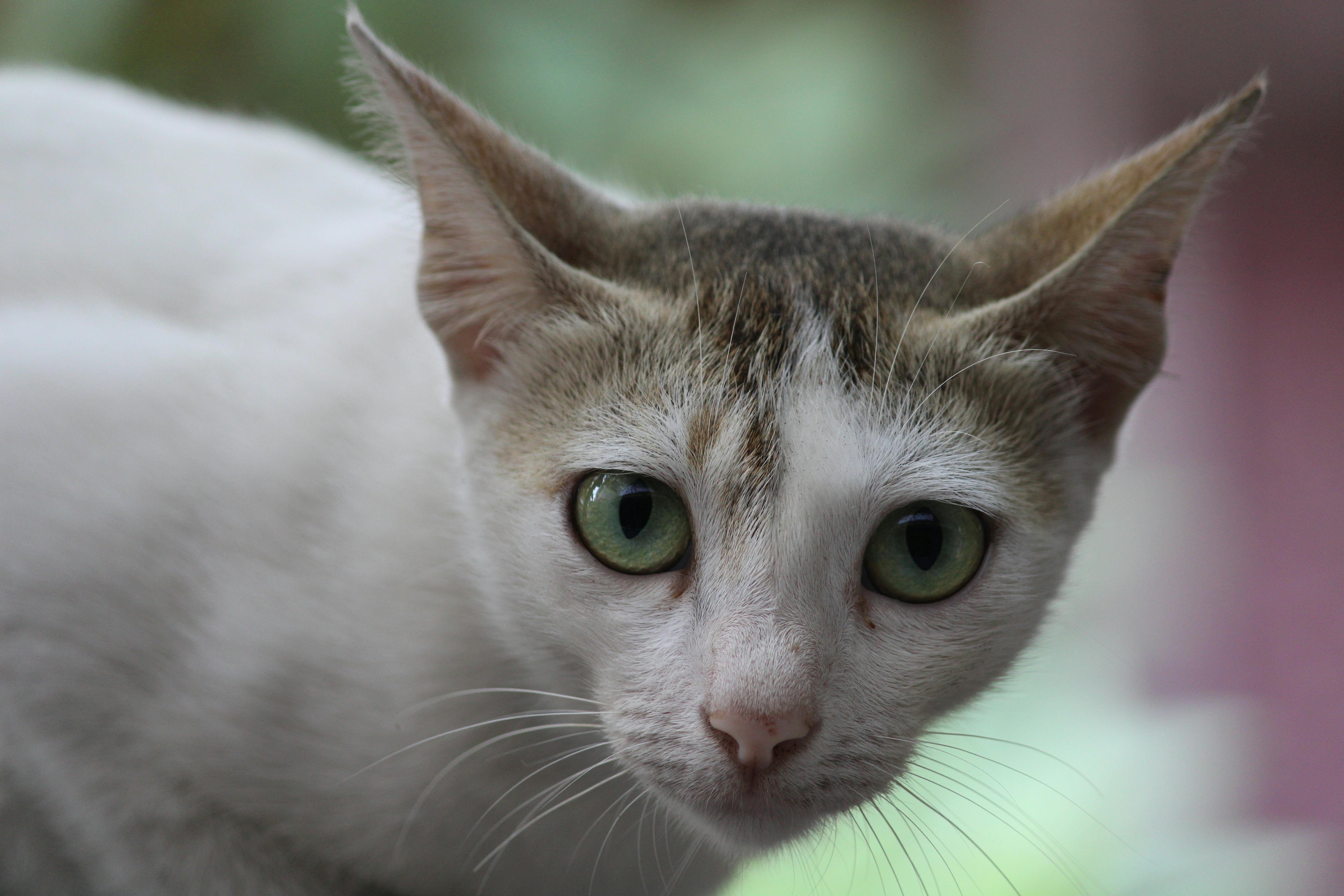 Foto de stock gratuita sobre de cerca, felino, fotografía de animales ...