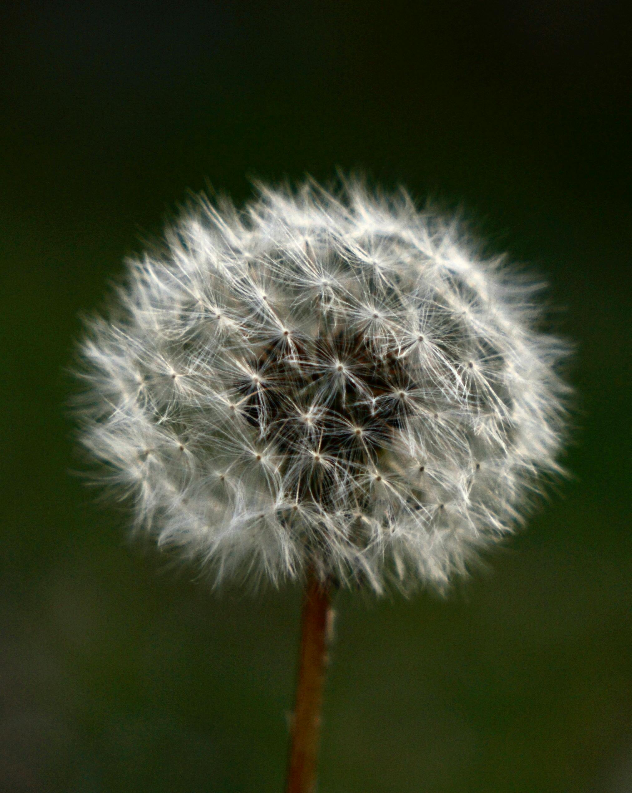 White Dandelion Closeup Photo · Free Stock Photo