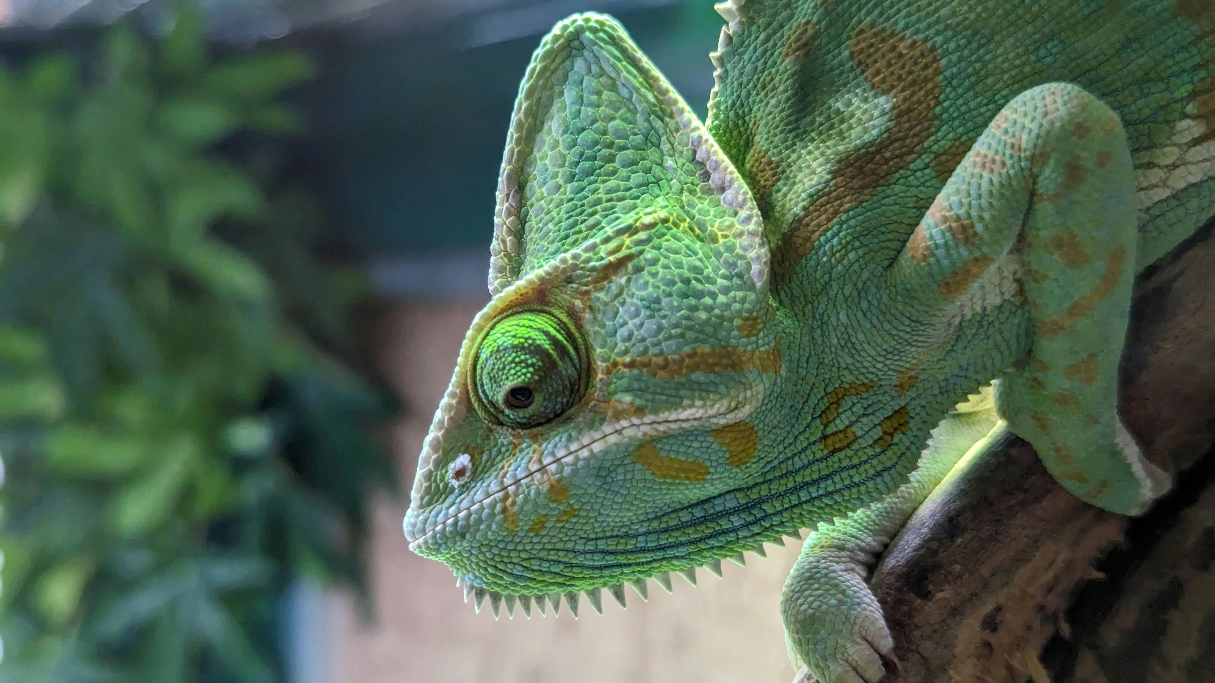 Green Dinasour Photos, Download The BEST Free Green Dinasour Stock ...