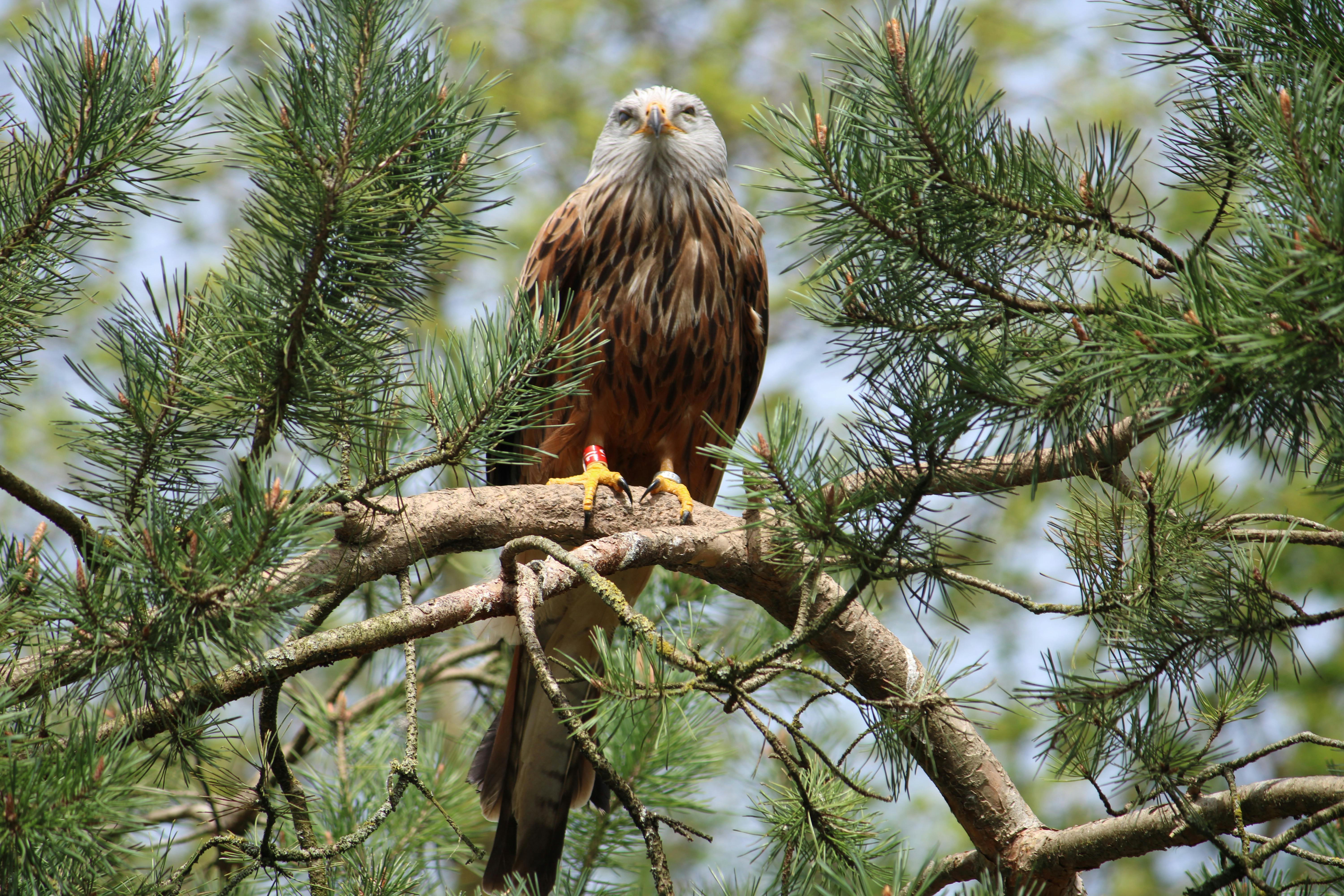 Red Kite on Tree · Free Stock Photo