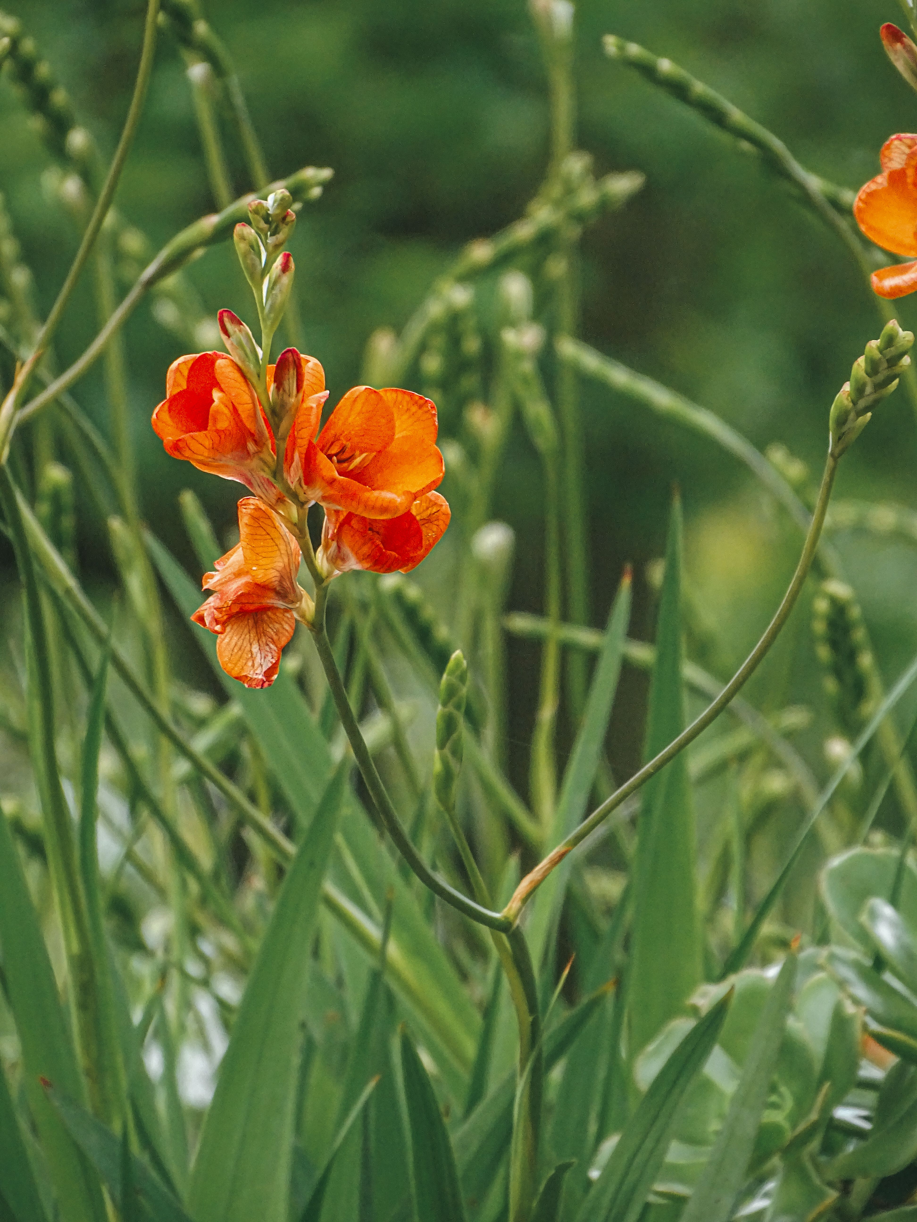 Uses Of Plants Photos, Download The BEST Free Uses Of Plants Stock ...