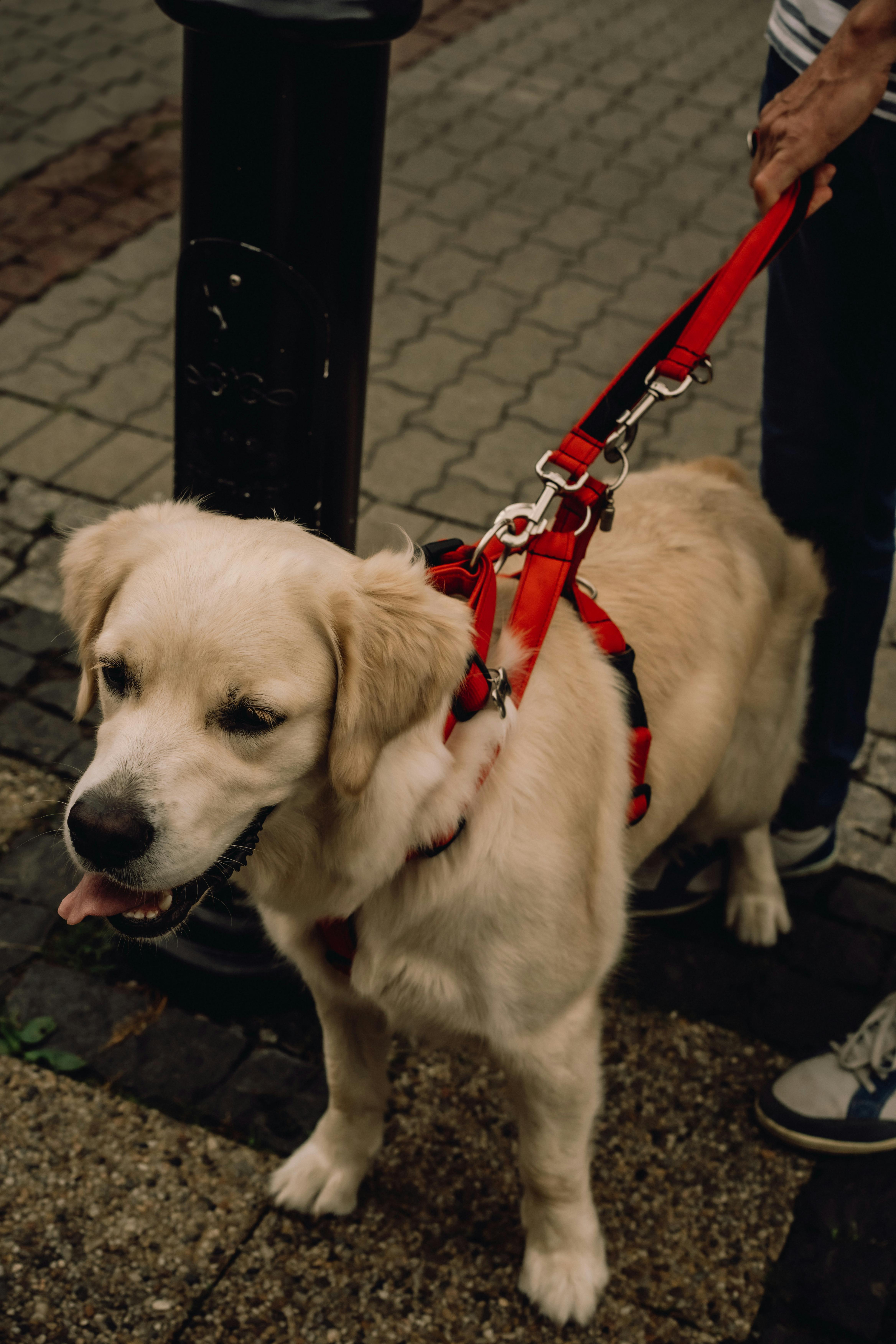Close-up of a Dog on a Leash · Free Stock Photo