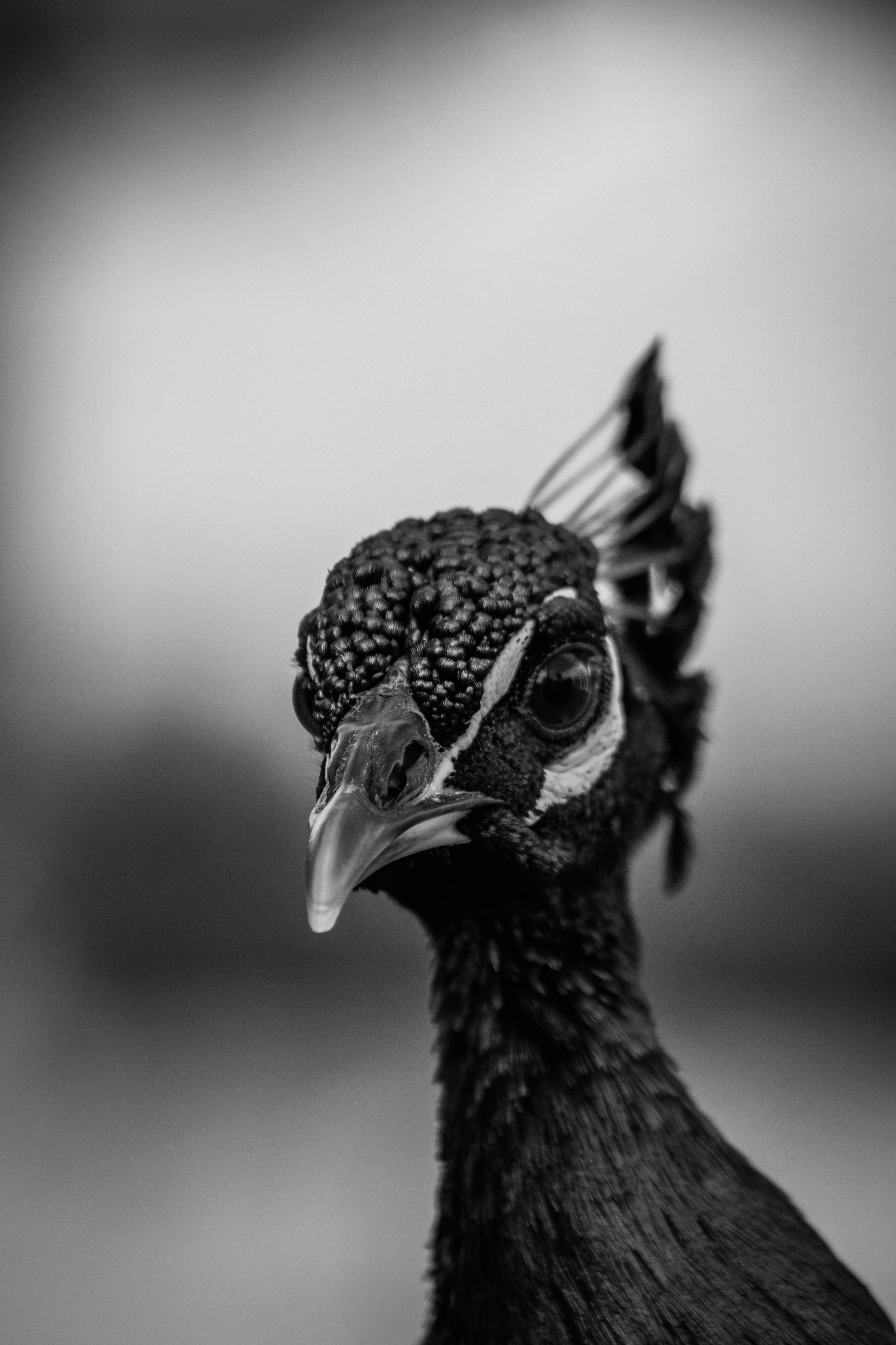 A Head of the Pavonini Bird · Free Stock Photo