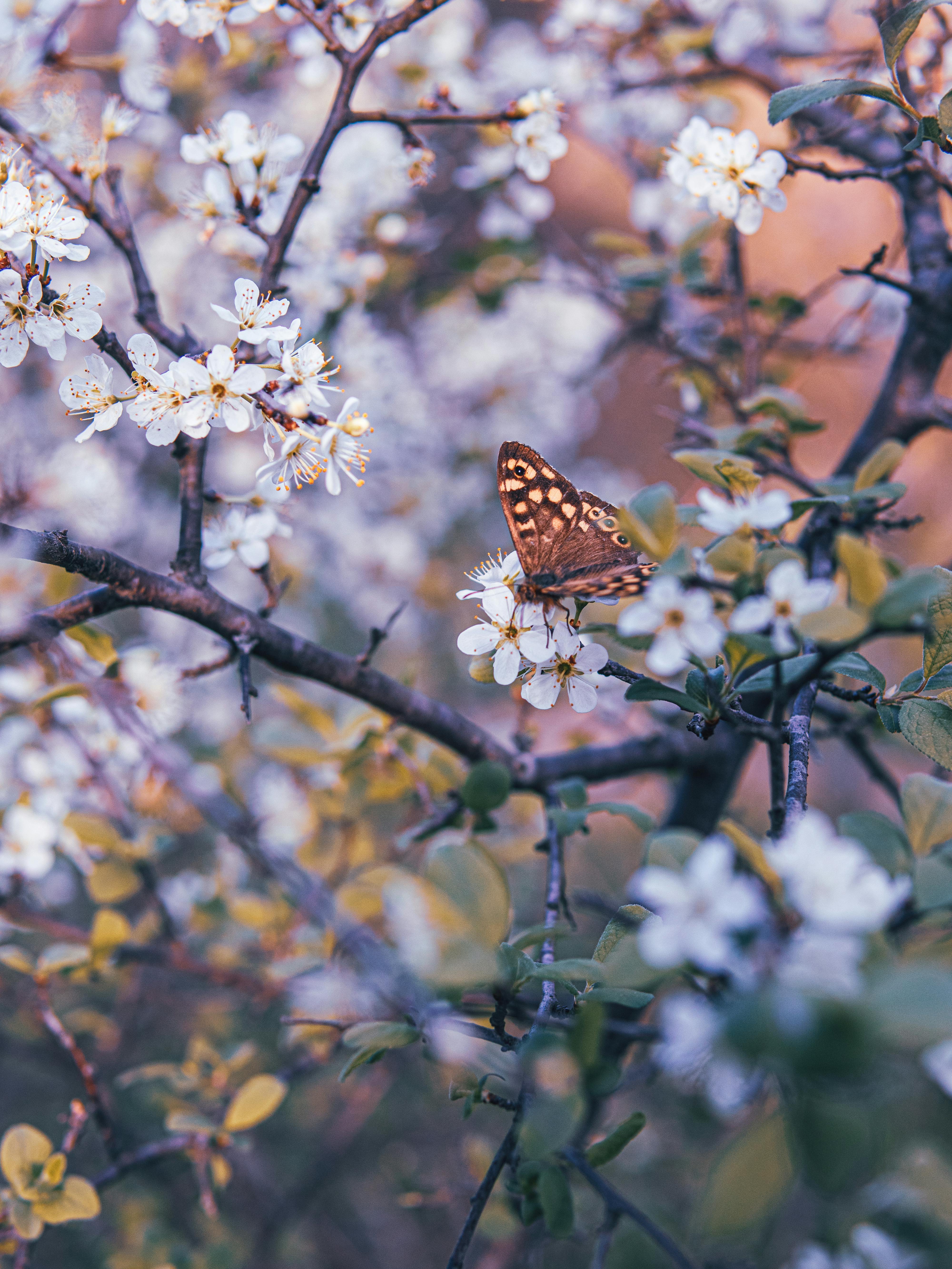Butterfly in Spring · Free Stock Photo