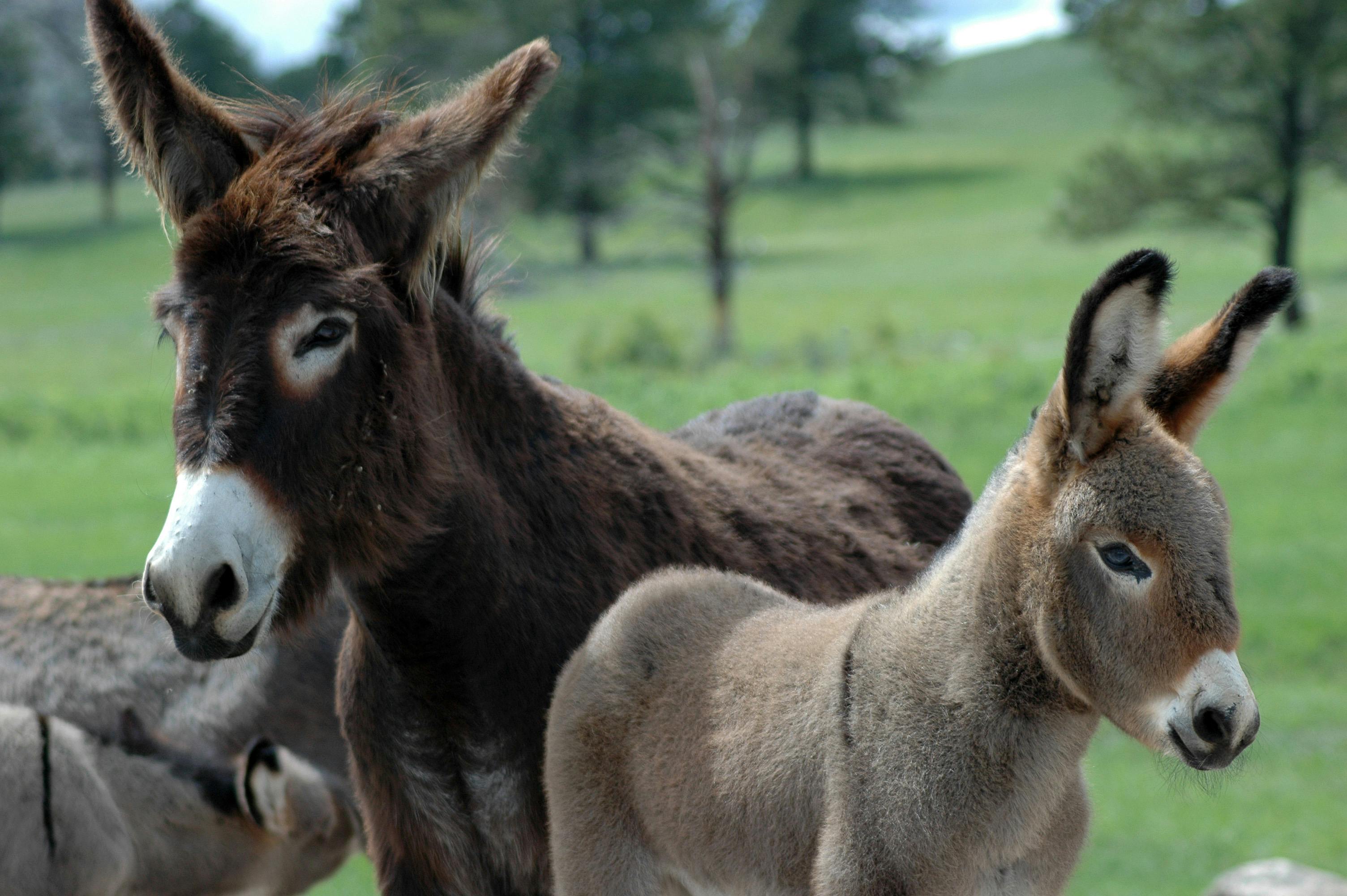 Foto de stock gratuita sobre agricultura, al aire libre, animal ...