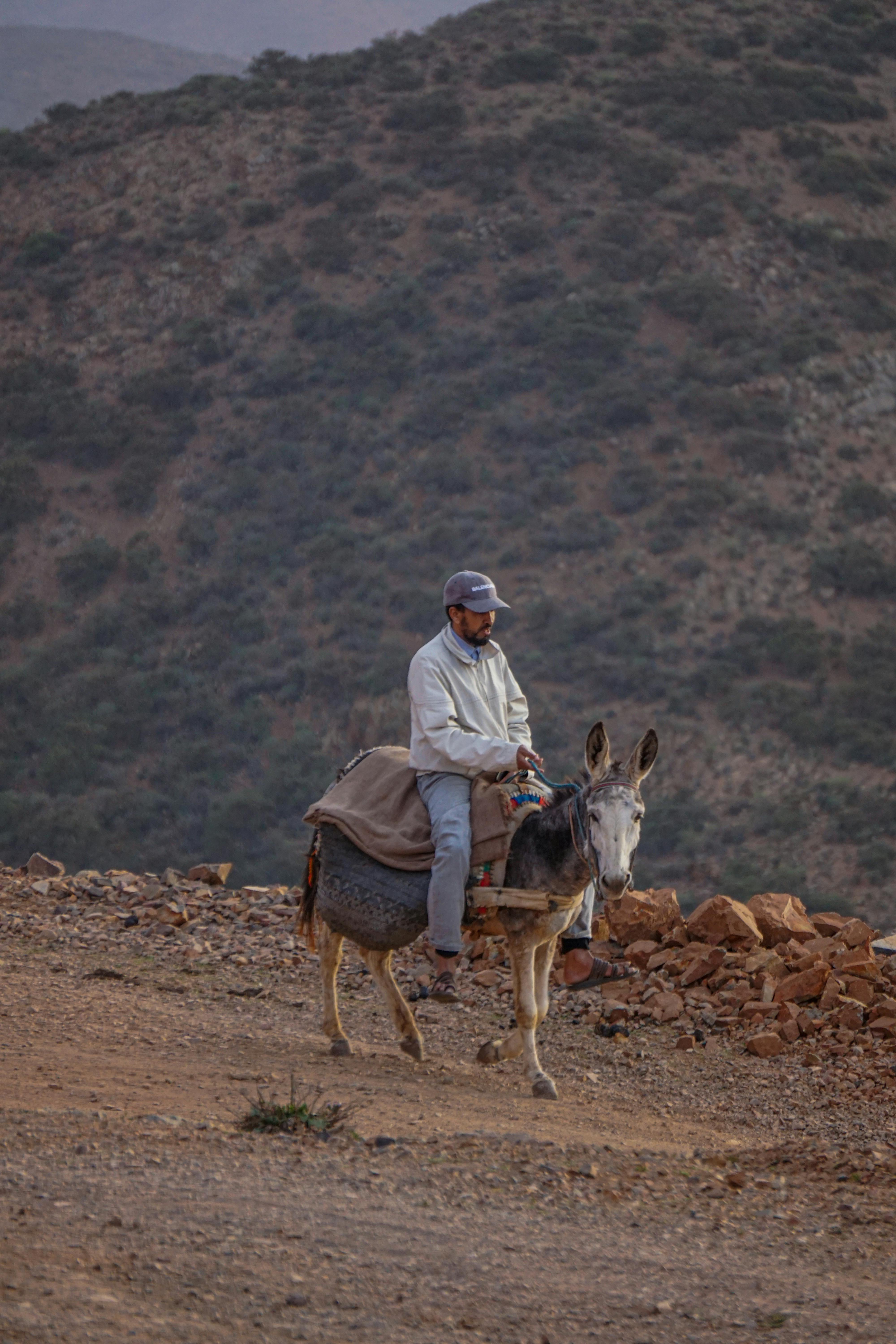 Images Of A Nomad With Sheep And Camel Near An Oasis Photos, Download ...