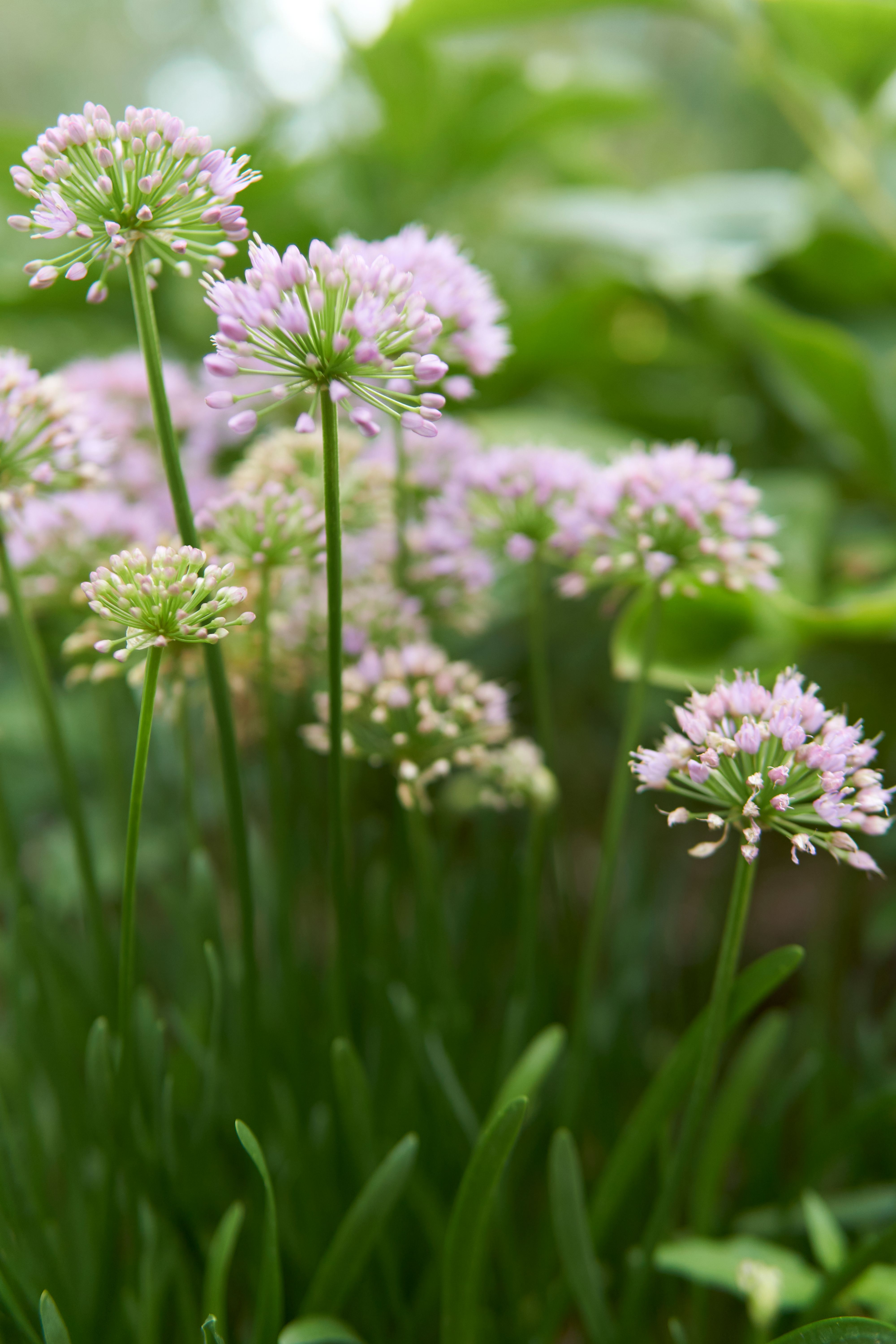 Blooming Aging Chive · Free Stock Photo