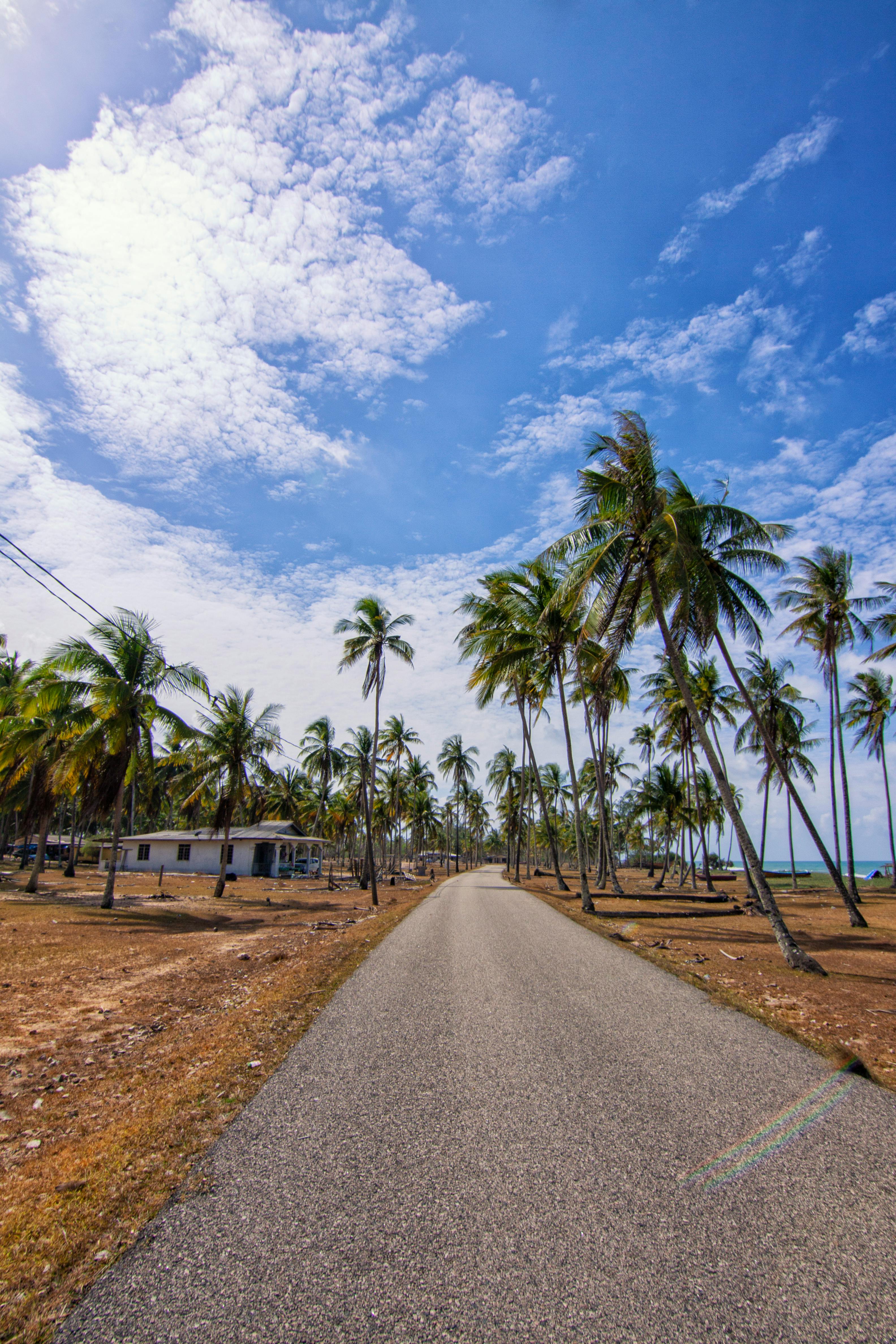 View of a Road Alongside Coconut Trees · Free Stock Photo