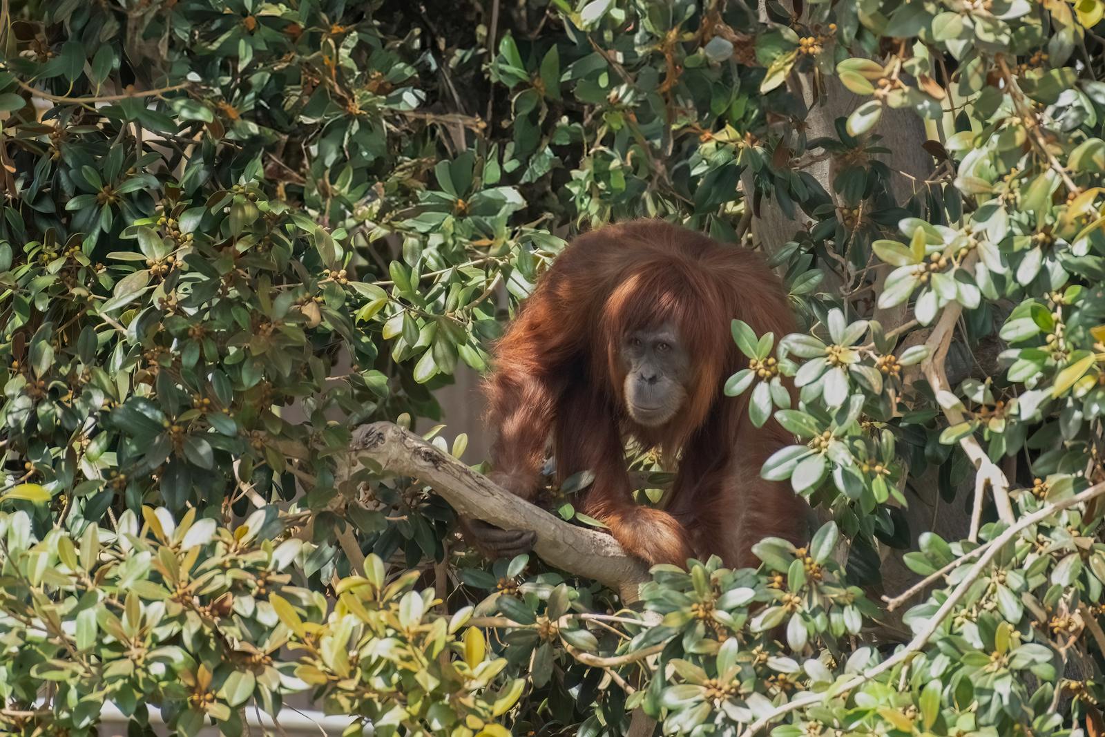 Orangutan Species Photos, Download The BEST Free Orangutan Species ...
