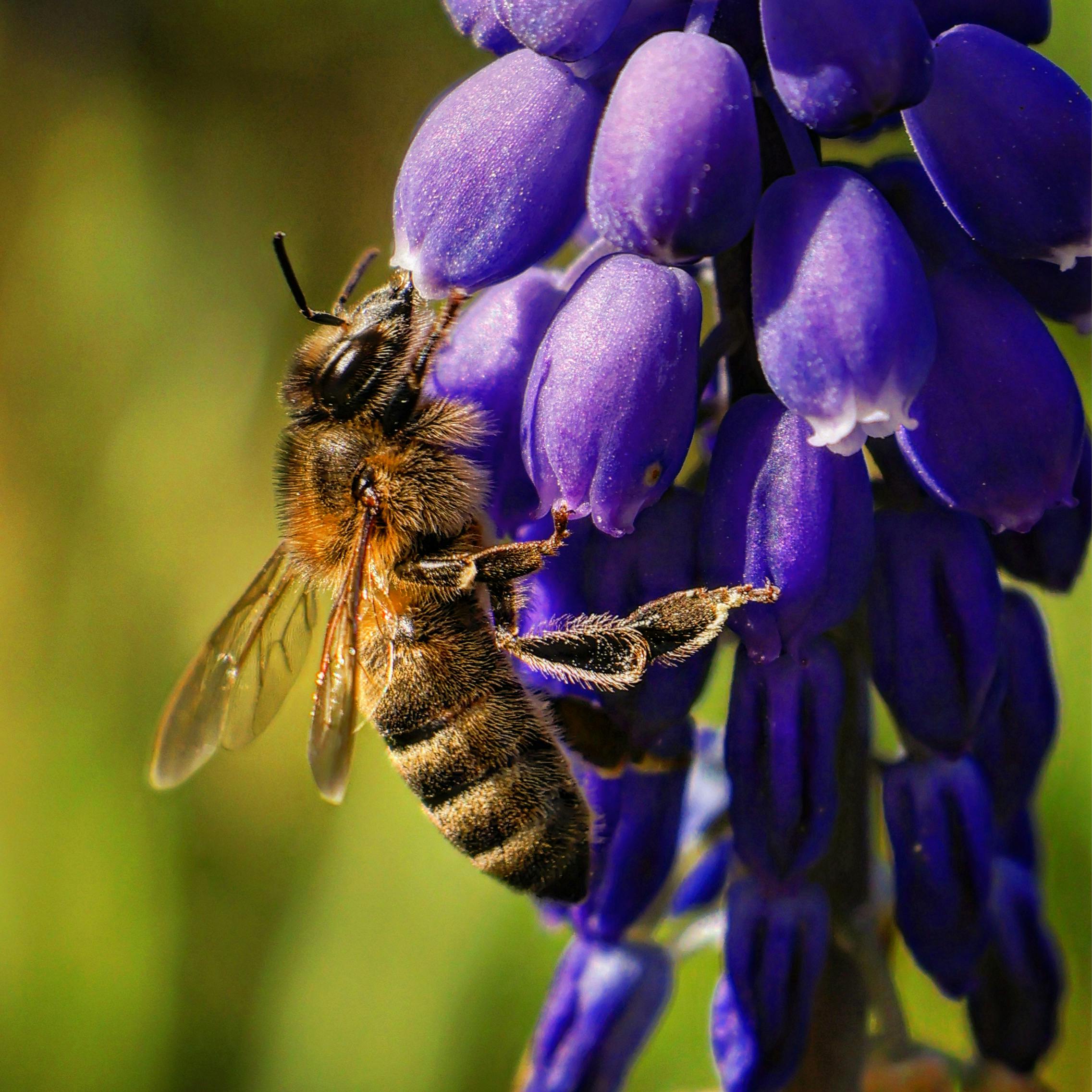Black and Yellow Bee on Purple Petaled Flower · Free Stock Photo