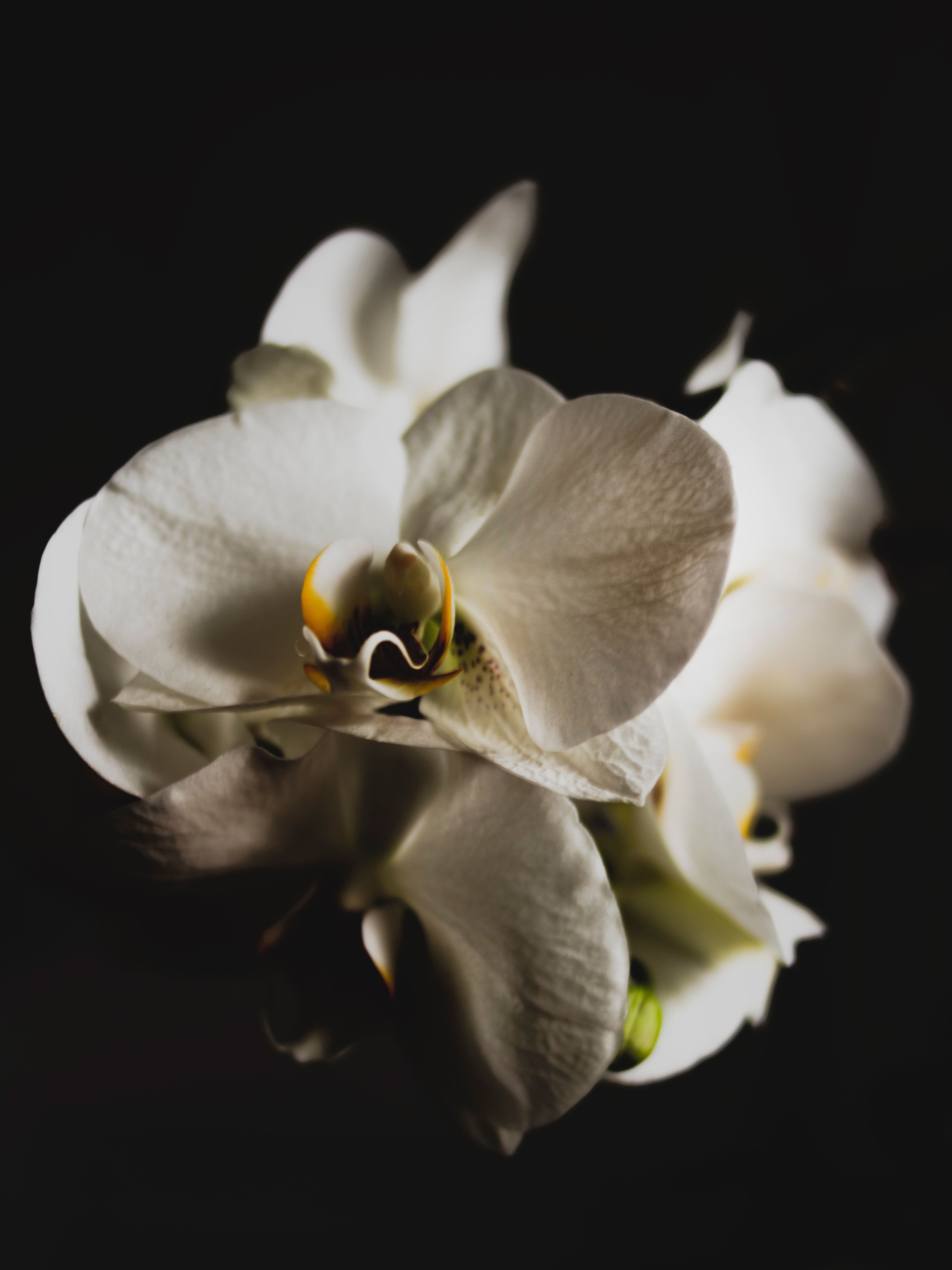 Orchid Photos, Download The BEST Free Orchid Stock Photos & HD Images