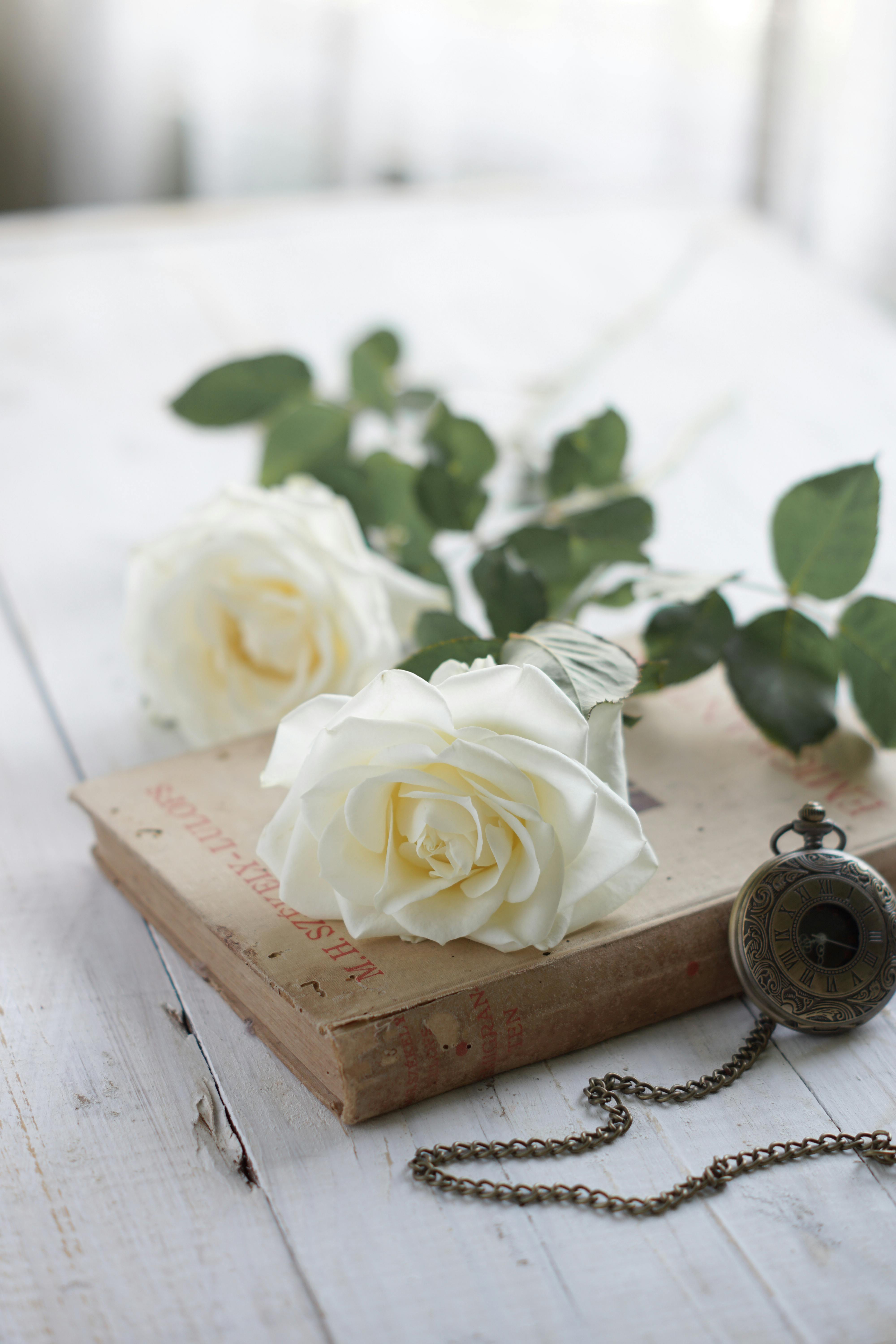 White Roses and a Book · Free Stock Photo