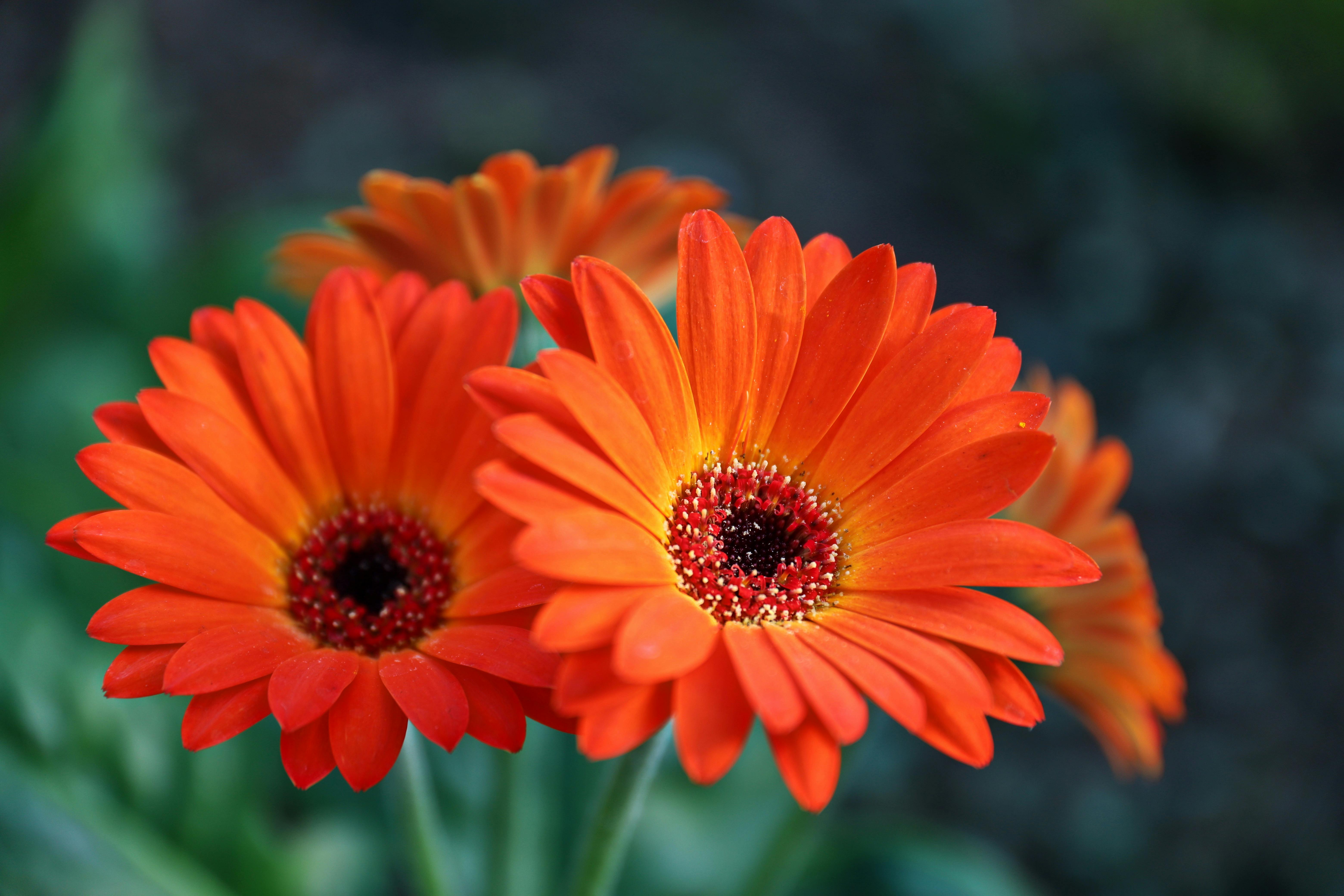 Gerbera,orange, · Free Stock Photo