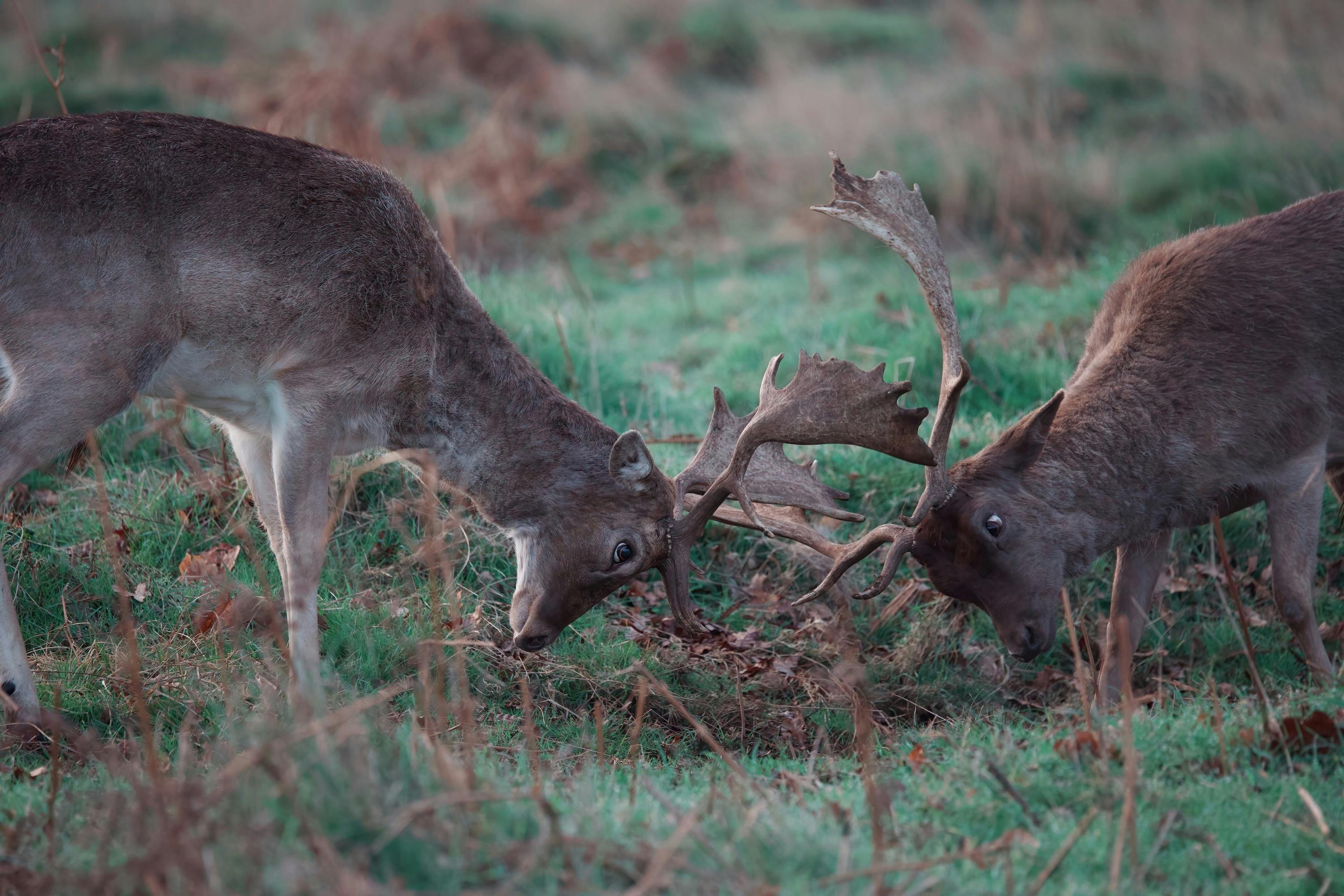 Clash! Photos, Download The BEST Free Clash! Stock Photos & HD Images