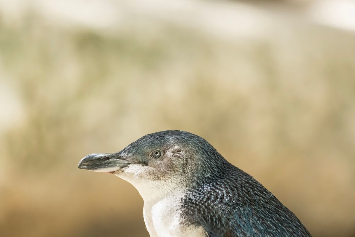 Penguin Profile Photos, Download The BEST Free Penguin Profile Stock ...