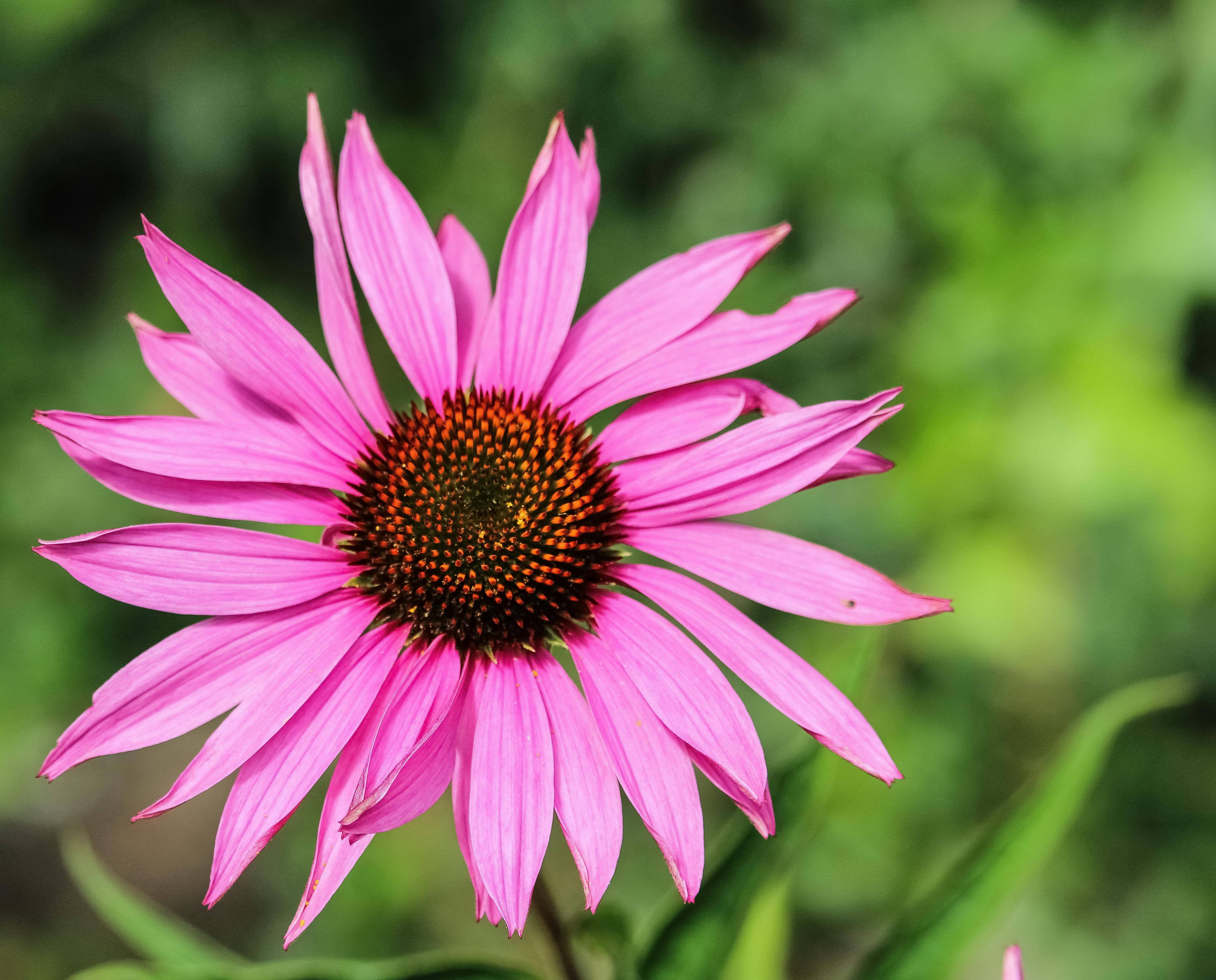 Selective Focus of Pink Coneflower · Free Stock Photo