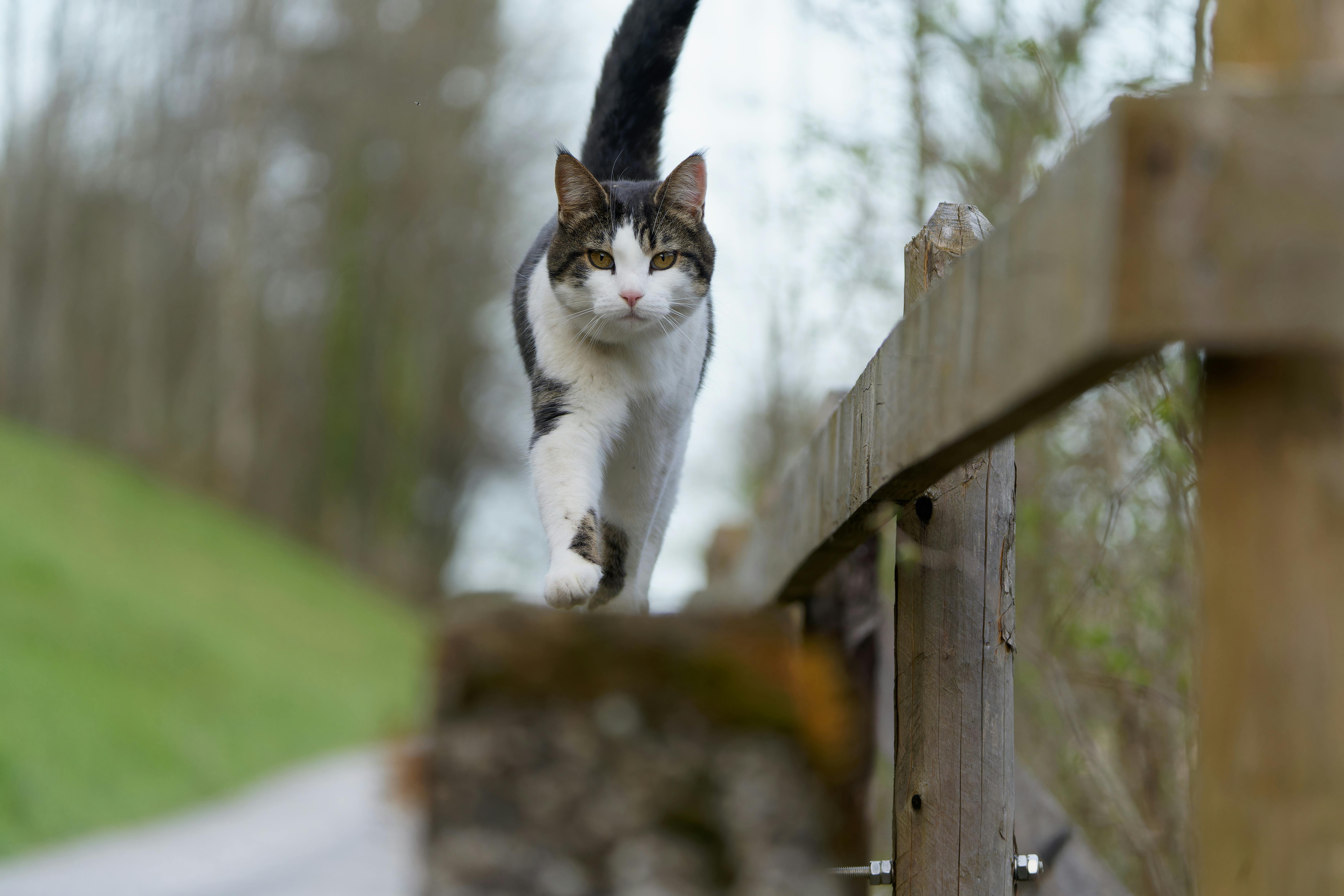 A Cat Walking Outdoors · Free Stock Photo
