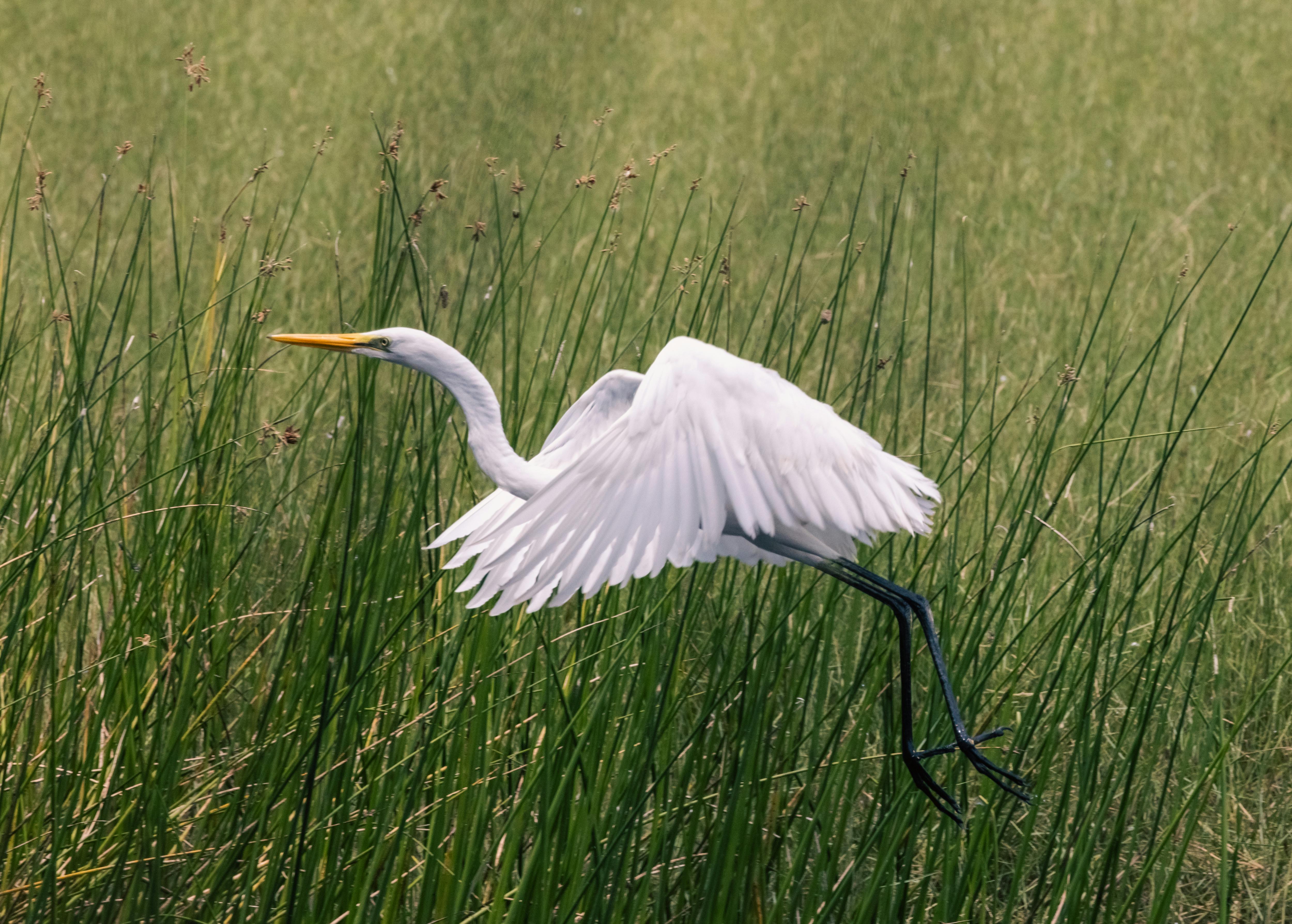 Great Egret Flying · Free Stock Photo