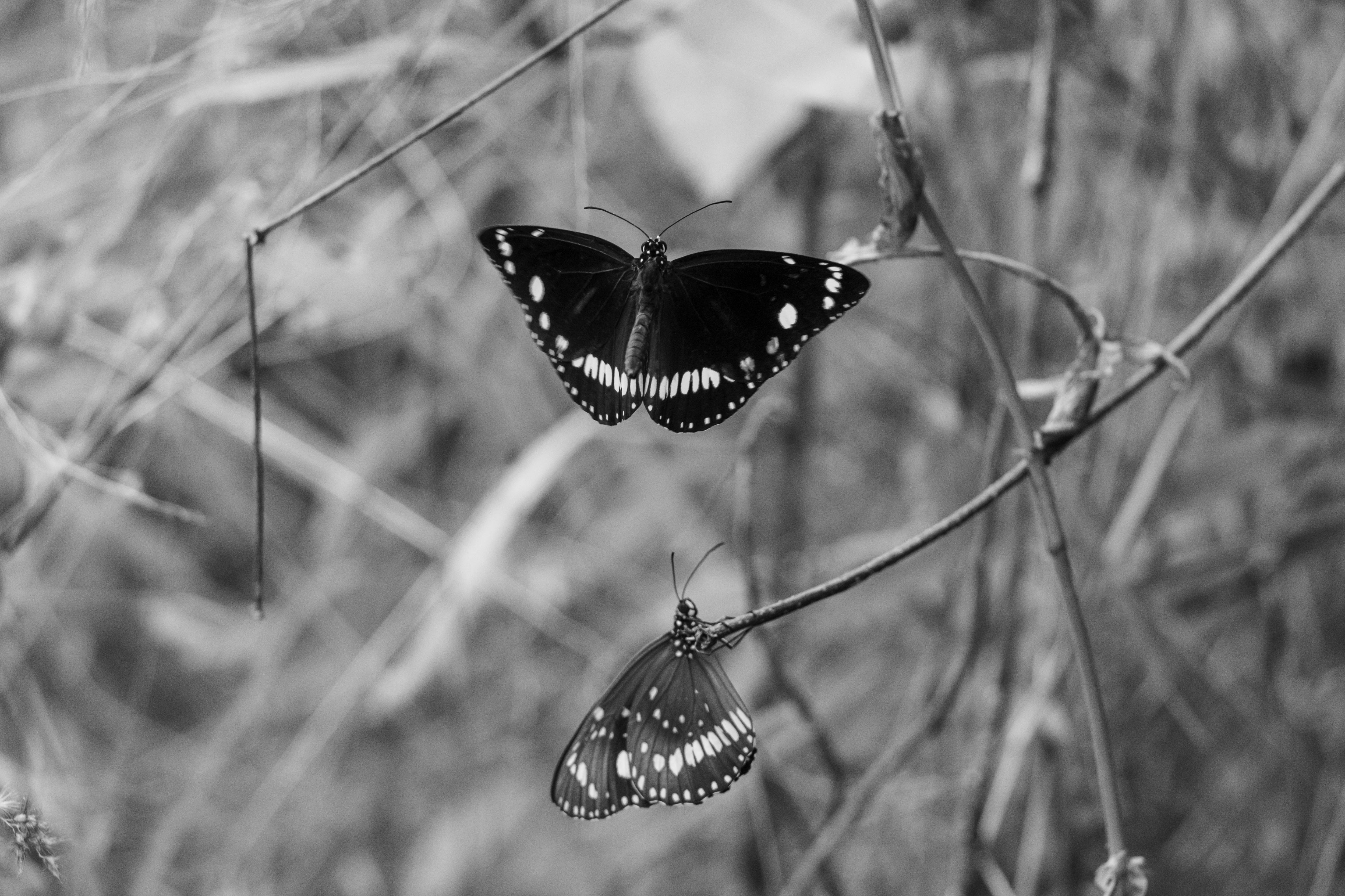 Spotted Crow Butterfly Photos, Download The BEST Free Spotted Crow ...
