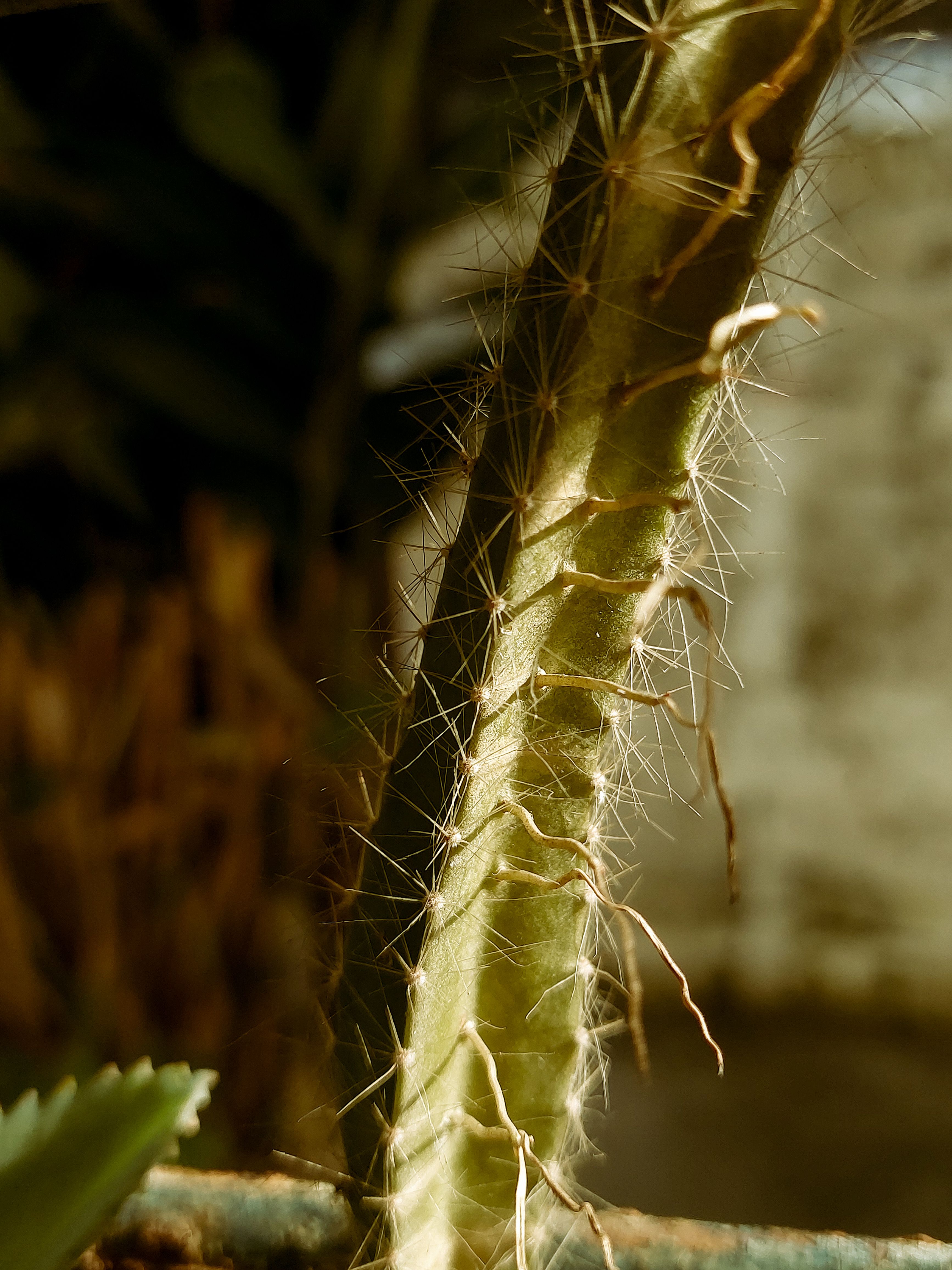 Cactus Spikes in Close-up View · Free Stock Photo