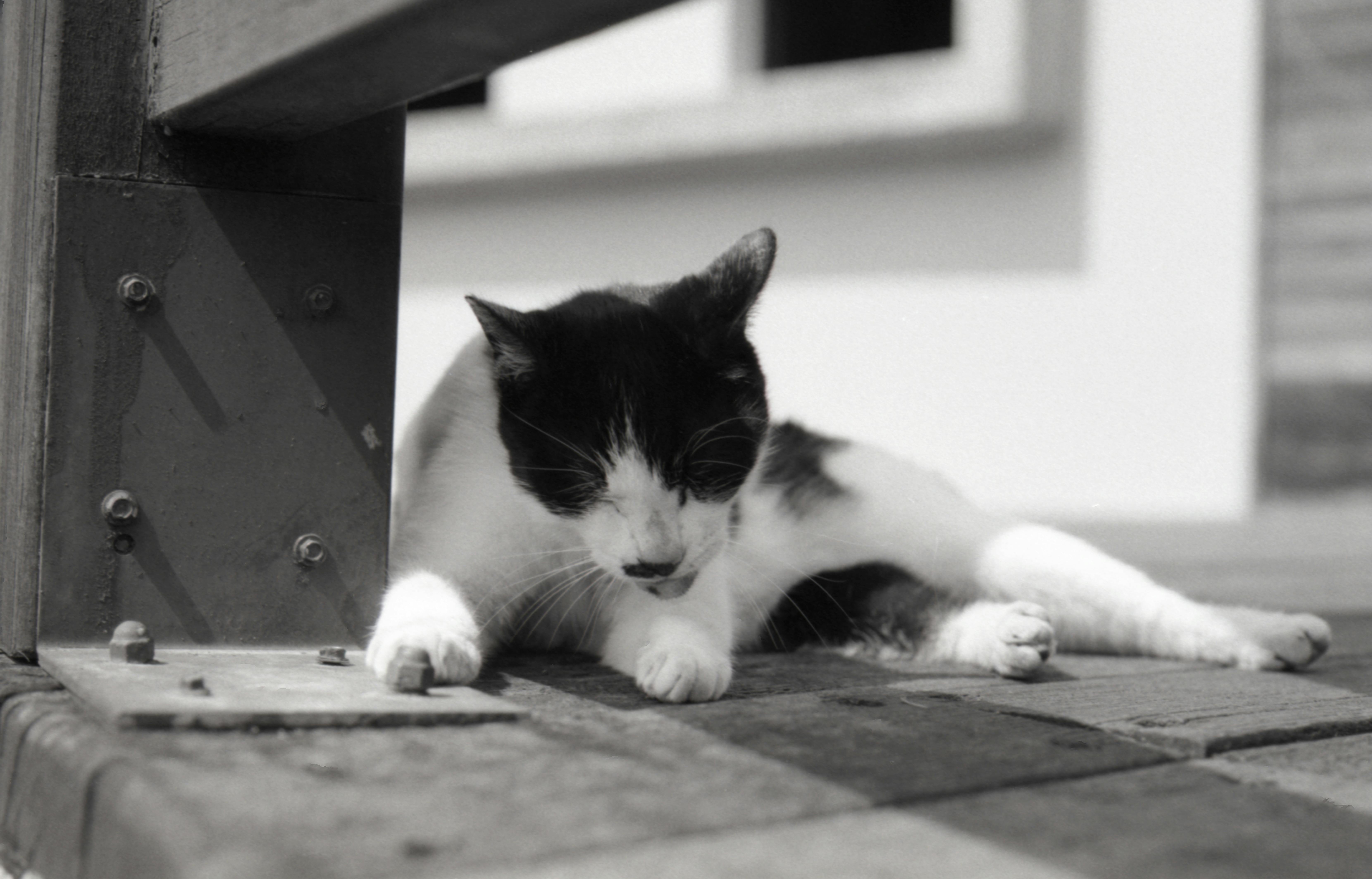 Cat Dog Human Photos, Download The BEST Free Cat Dog Human Stock Photos ...