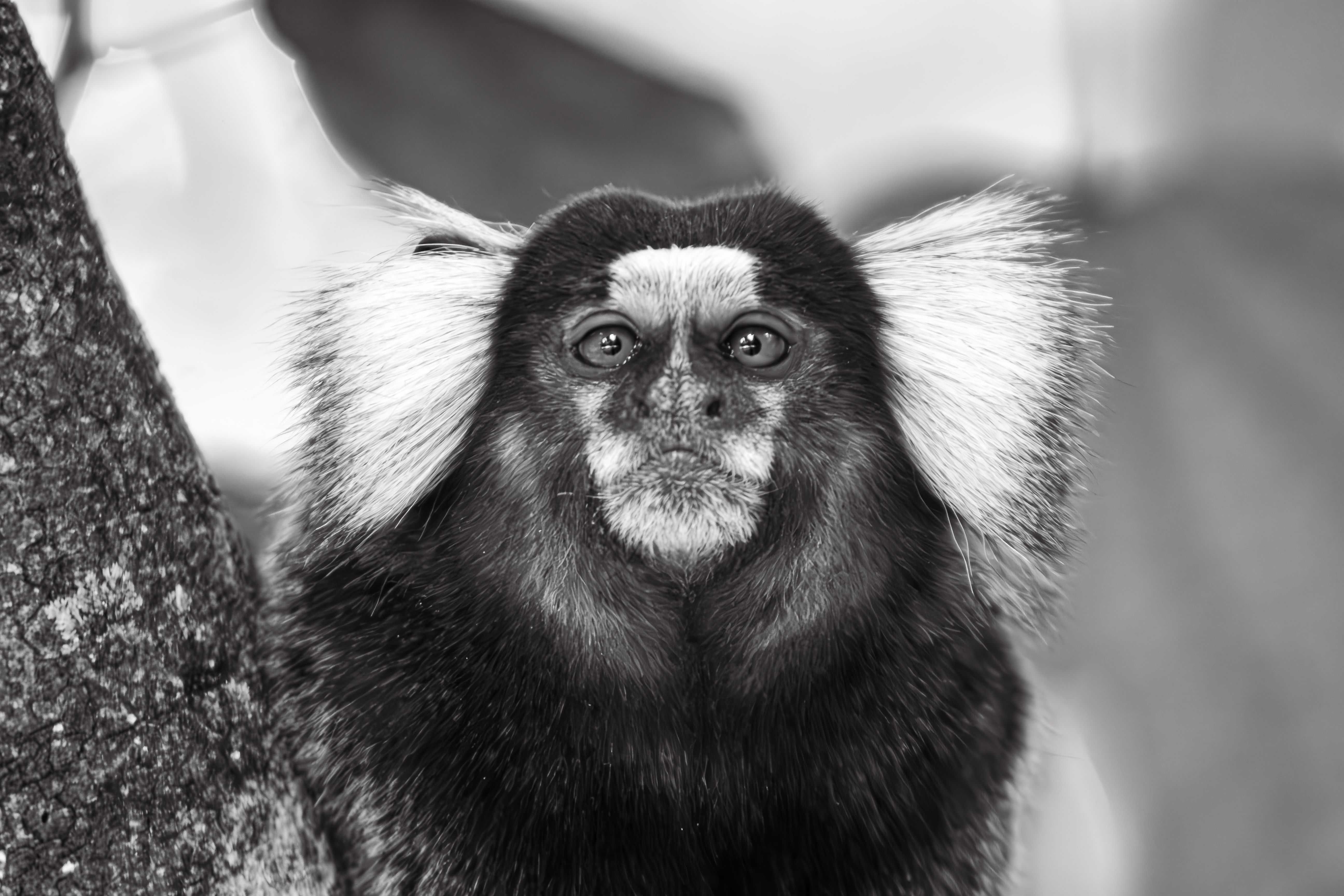 Macaco Narigudo Photos, Download The BEST Free Macaco Narigudo Stock ...