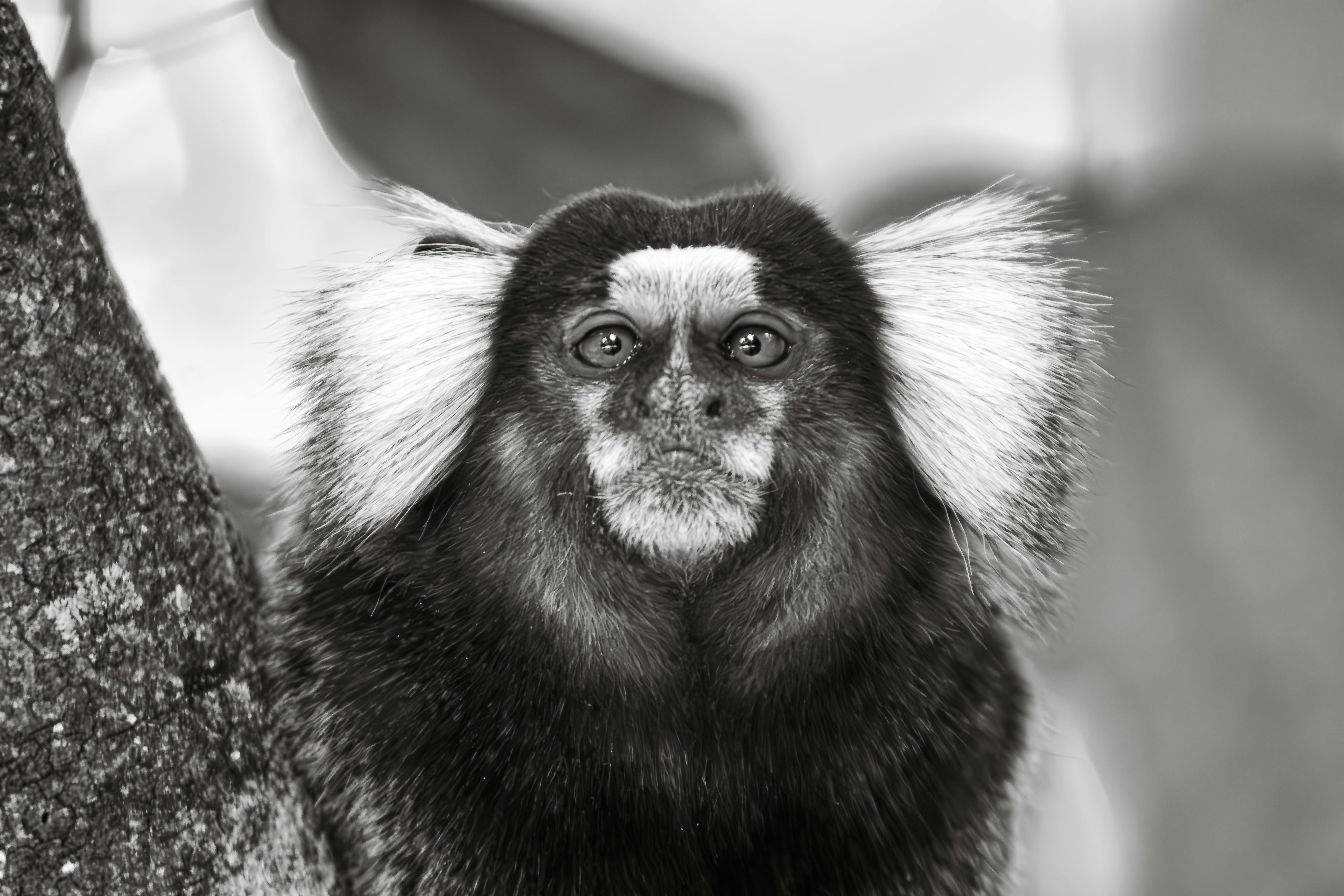 Macaco Inteligente Photos, Download The BEST Free Macaco Inteligente ...