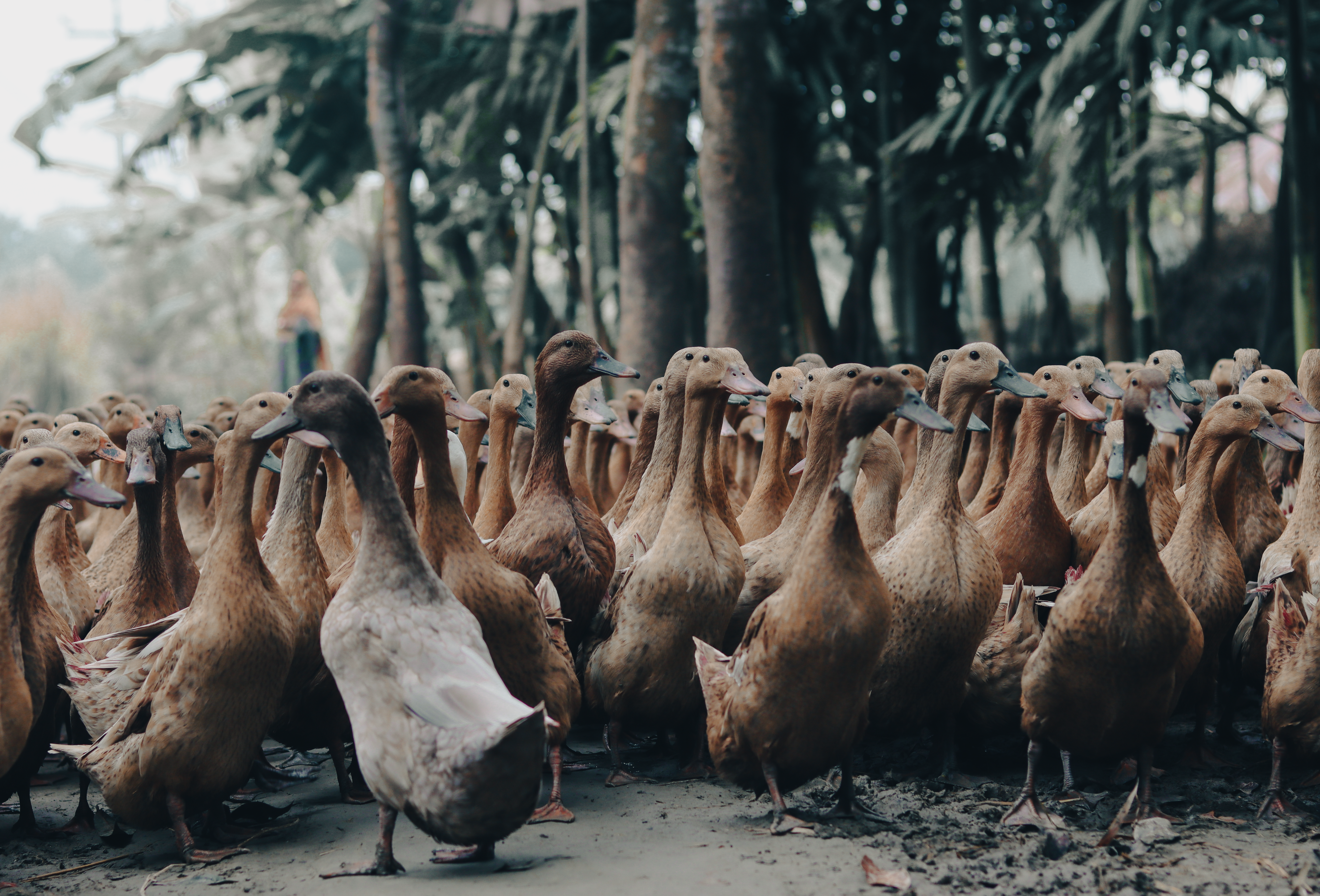 Flock of Ducks on Farm · Free Stock Photo