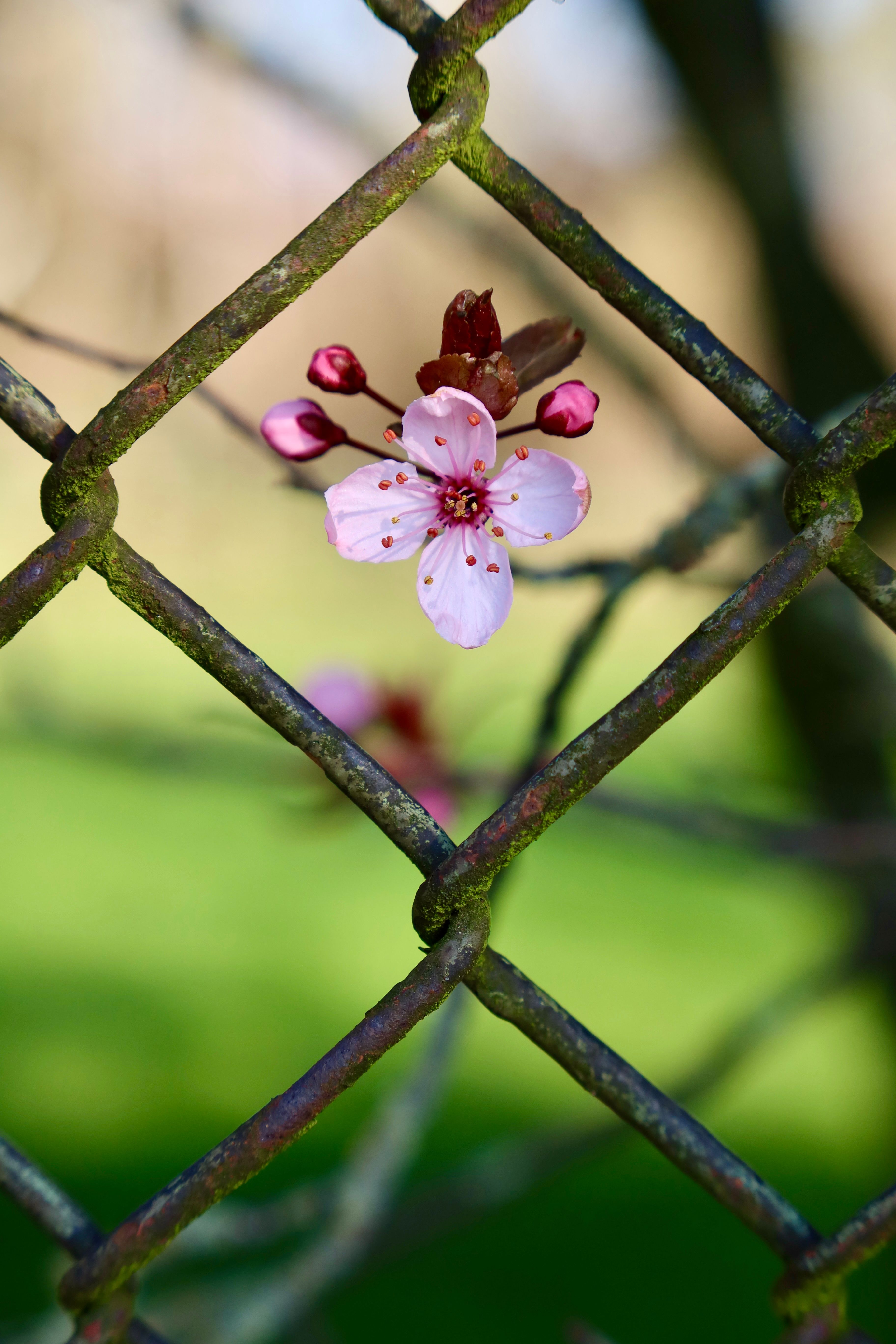 A pink flower is growing through a chain link fence · Free Stock Photo