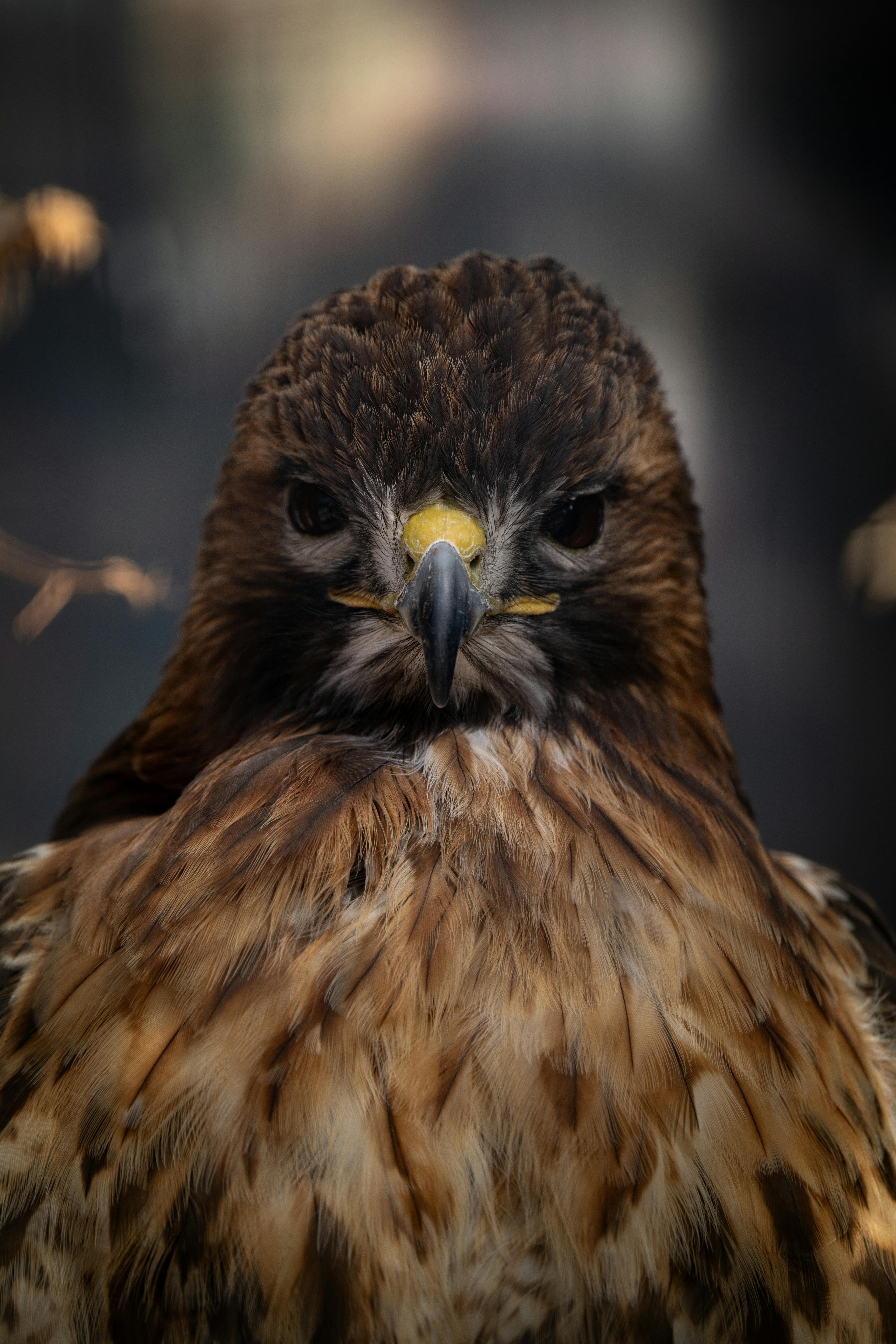 Red-Tailed Hawk Head · Free Stock Photo